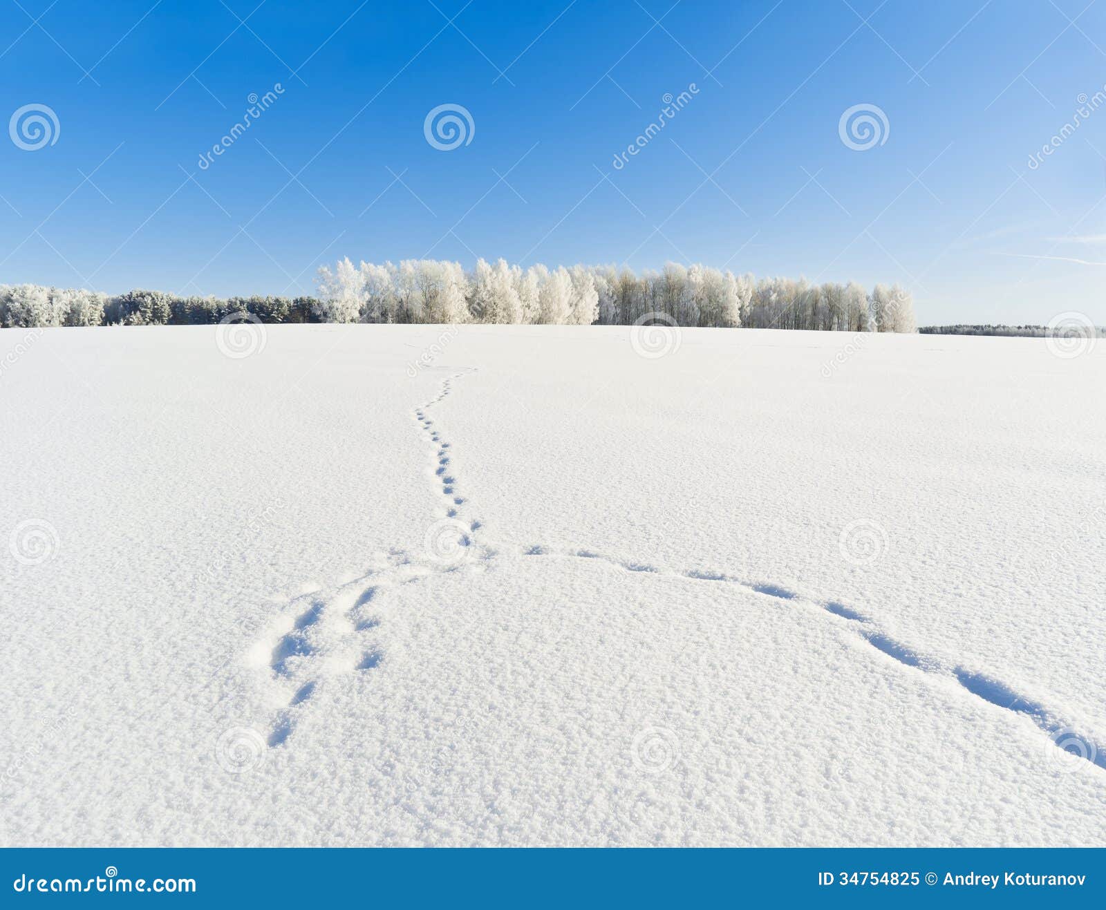 Fox trails stock image. Image of blue, forest, bush, season - 34754825
