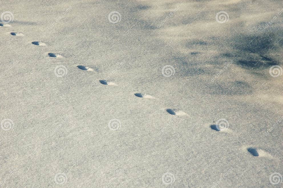 Fox trails on snowy field stock image. Image of evergreen - 50001375