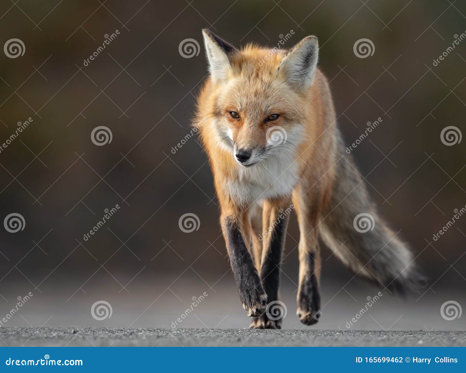 Fox trotting stock photo. Image of carnivore, canis - 165699462