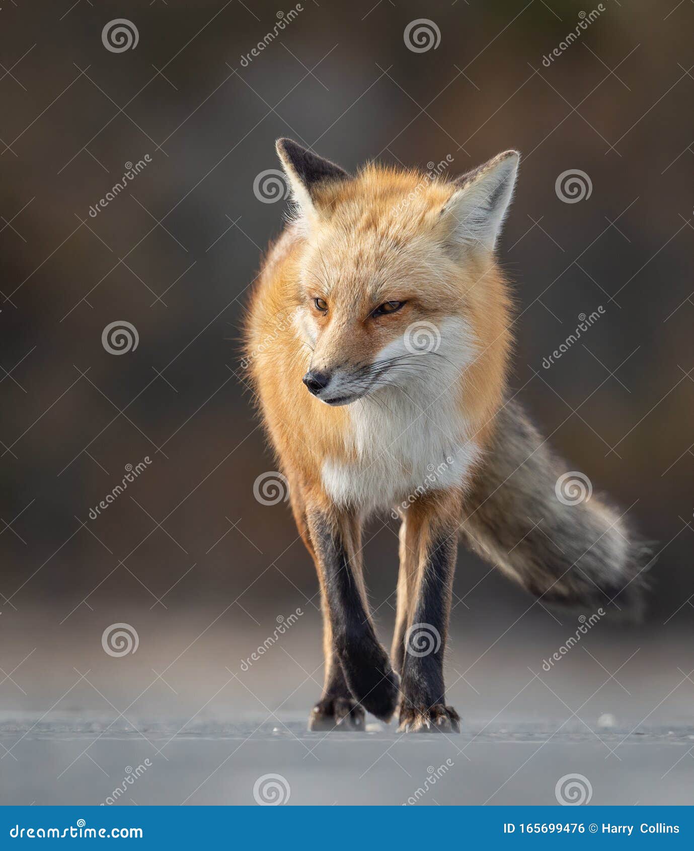 Fox trotting stock photo. Image of closeup, canada, black - 165699476