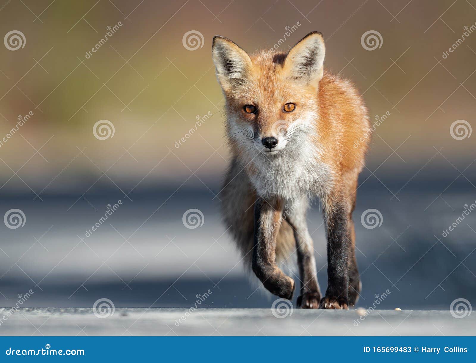Fox trotting stock image. Image of camera, highway, canis - 165699483