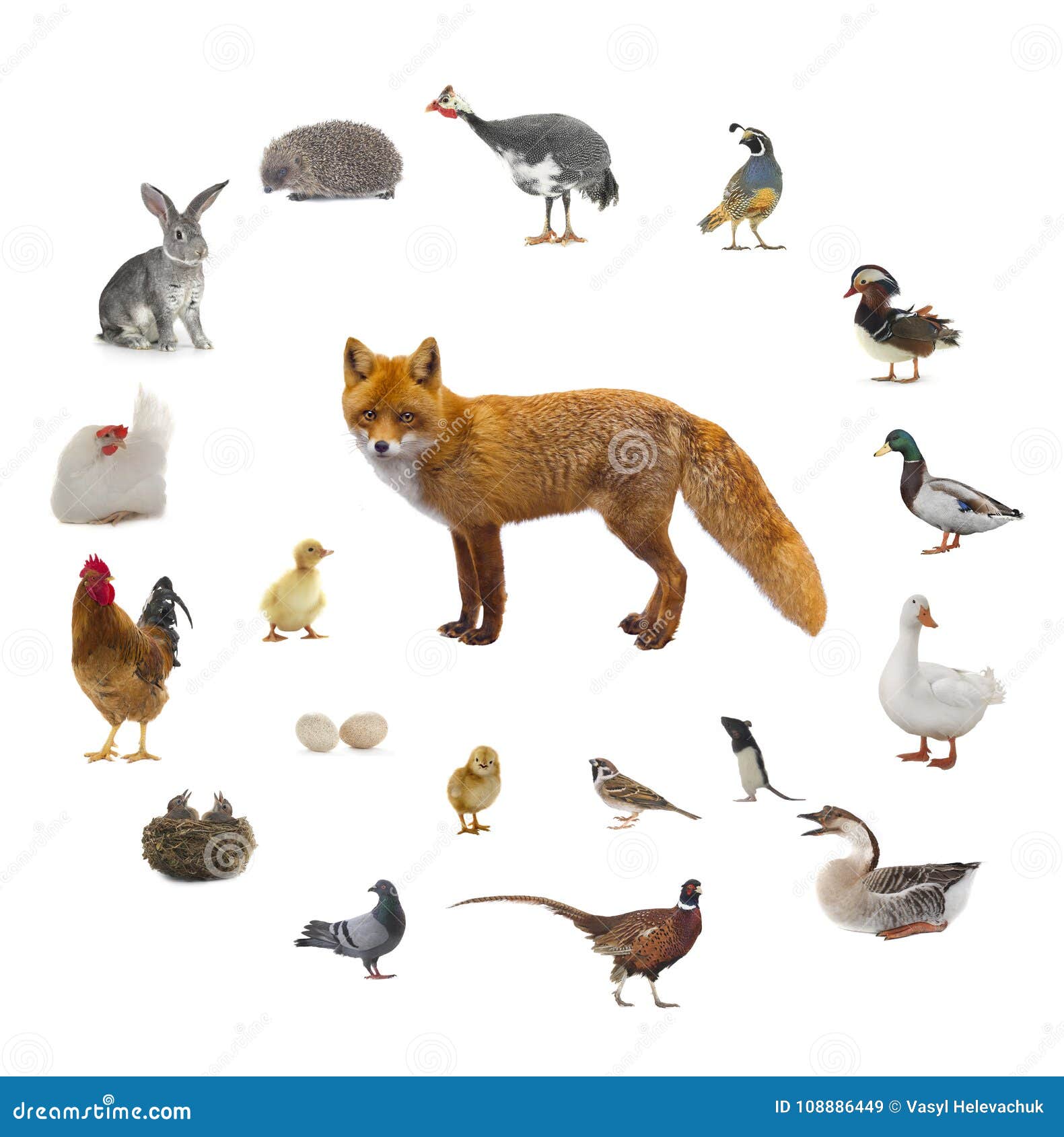 Fox und was der Fuchs isst stockbild. Bild von nett - 108886449