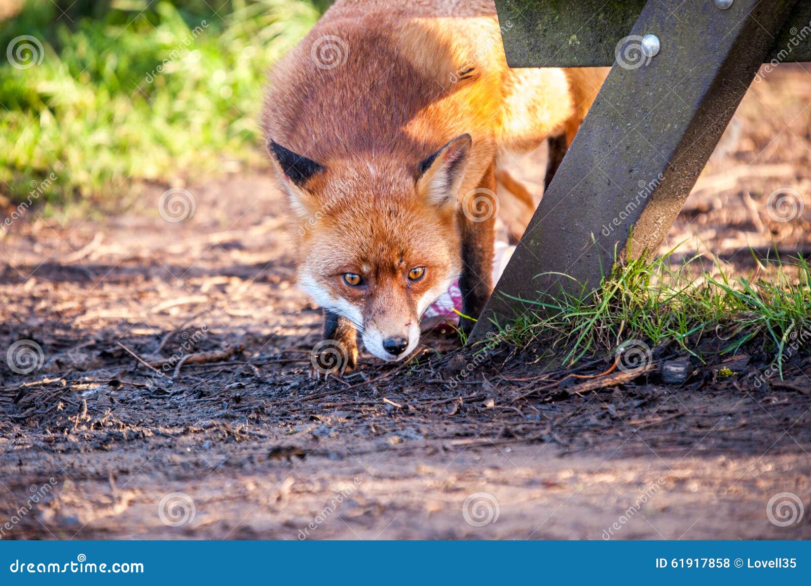 Fox under bench stock photo. Image of mammal, great, britain - 61917858