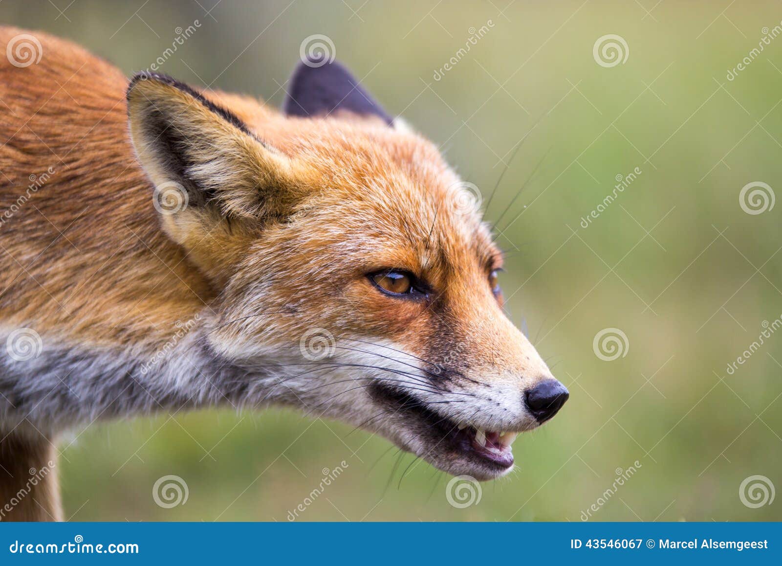 Fox stock image. Image of close, netherlands, searching - 43546067