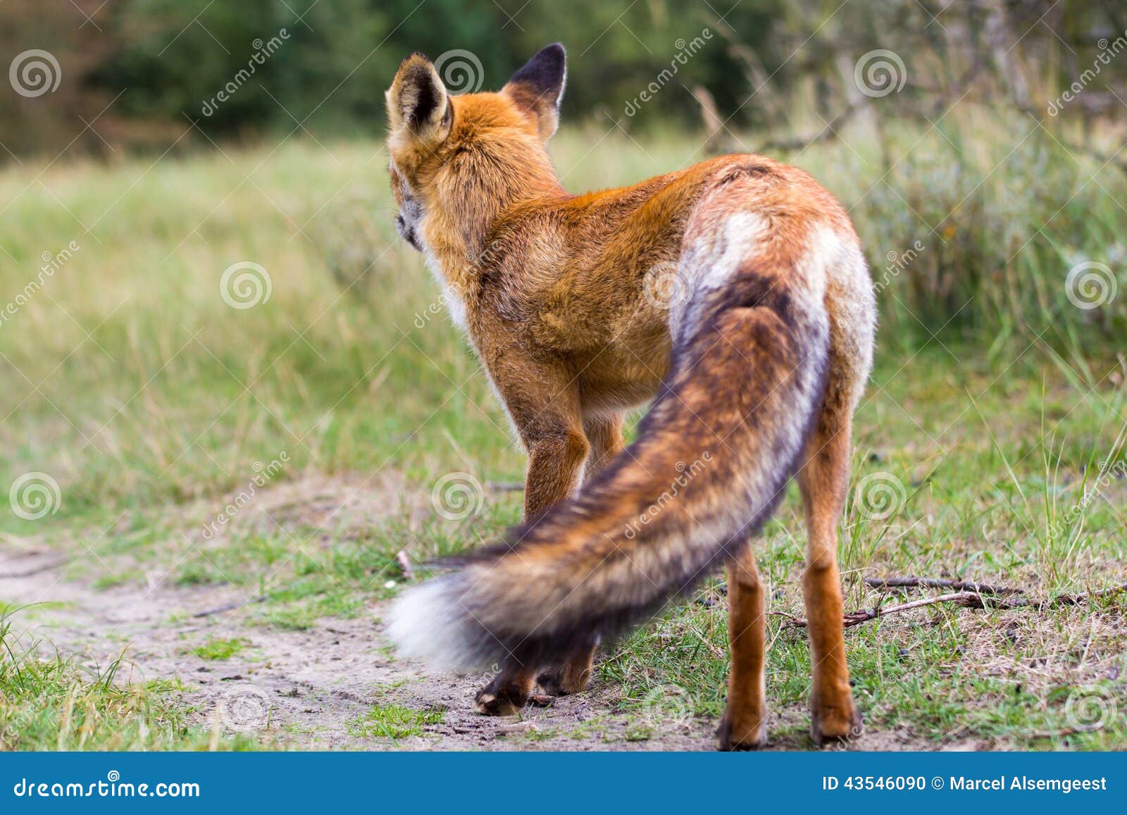 Fox stock photo. Image of interested, nose, dunes, close - 43546090