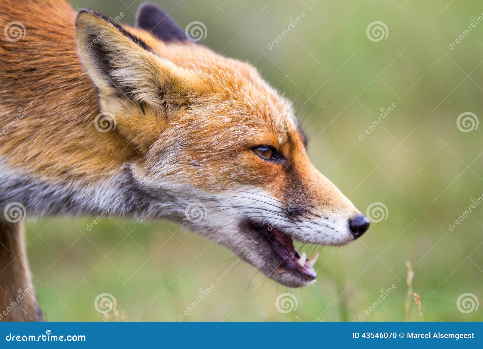 Fox stock photo. Image of orange, close, summer, hunter - 43546070