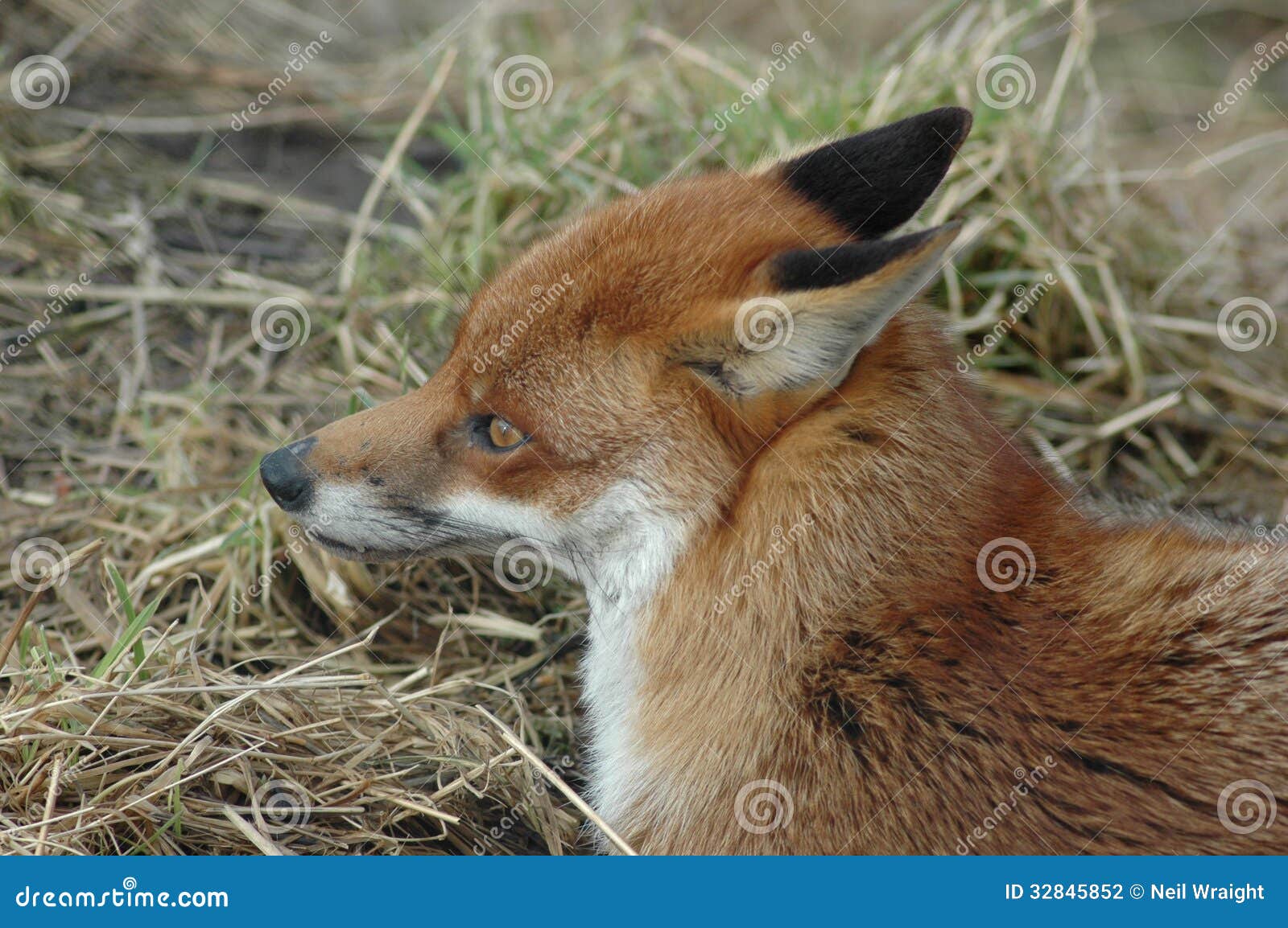 Urban Red Fox Looking Nervous Stock Photo - Image of frightened ...