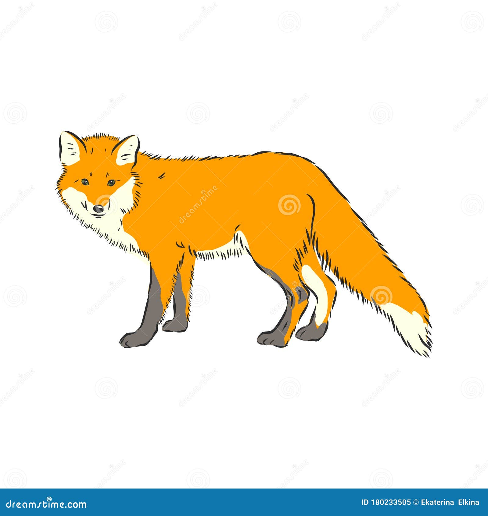 Fox,vector Image,side View Picture Isolated on White Background,full ...
