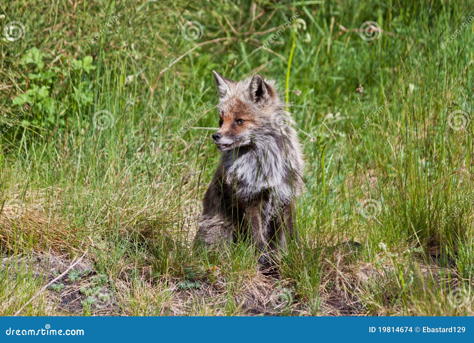 Fox on the volcano stock photo. Image of nature, wood - 19814674