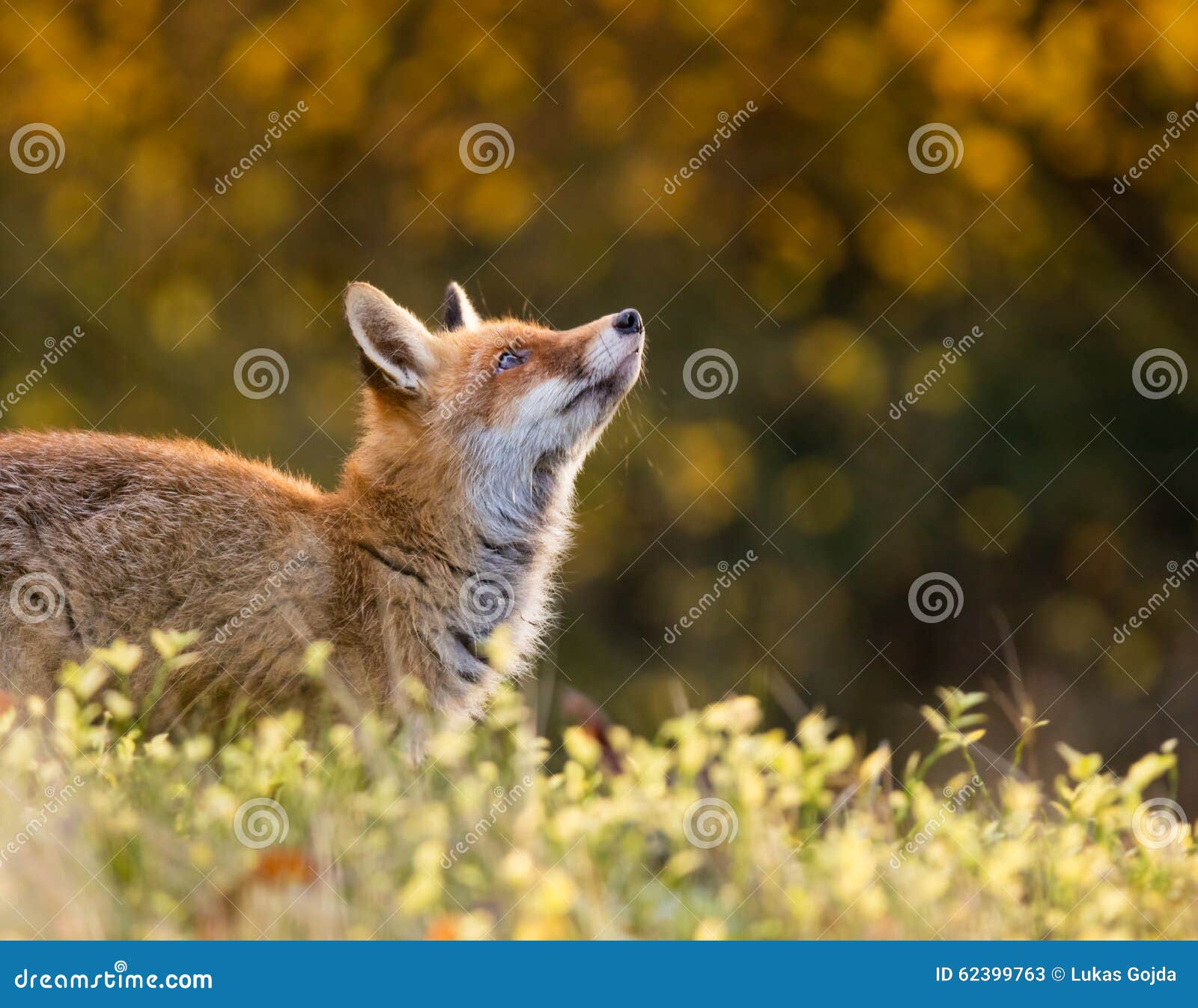 Fox (vulpes Di Vulpes) Nella Foresta Di Europa Immagine Stock ...