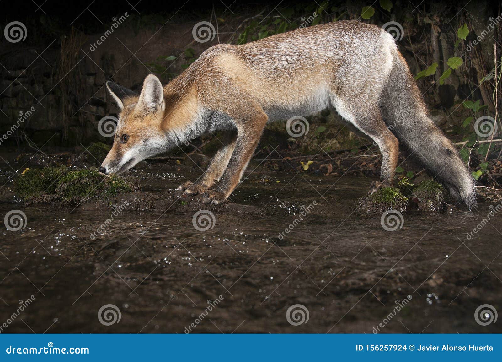 Fox, Vulpes Vulpes, Drinking Water Stock Photo - Image of mammal ...