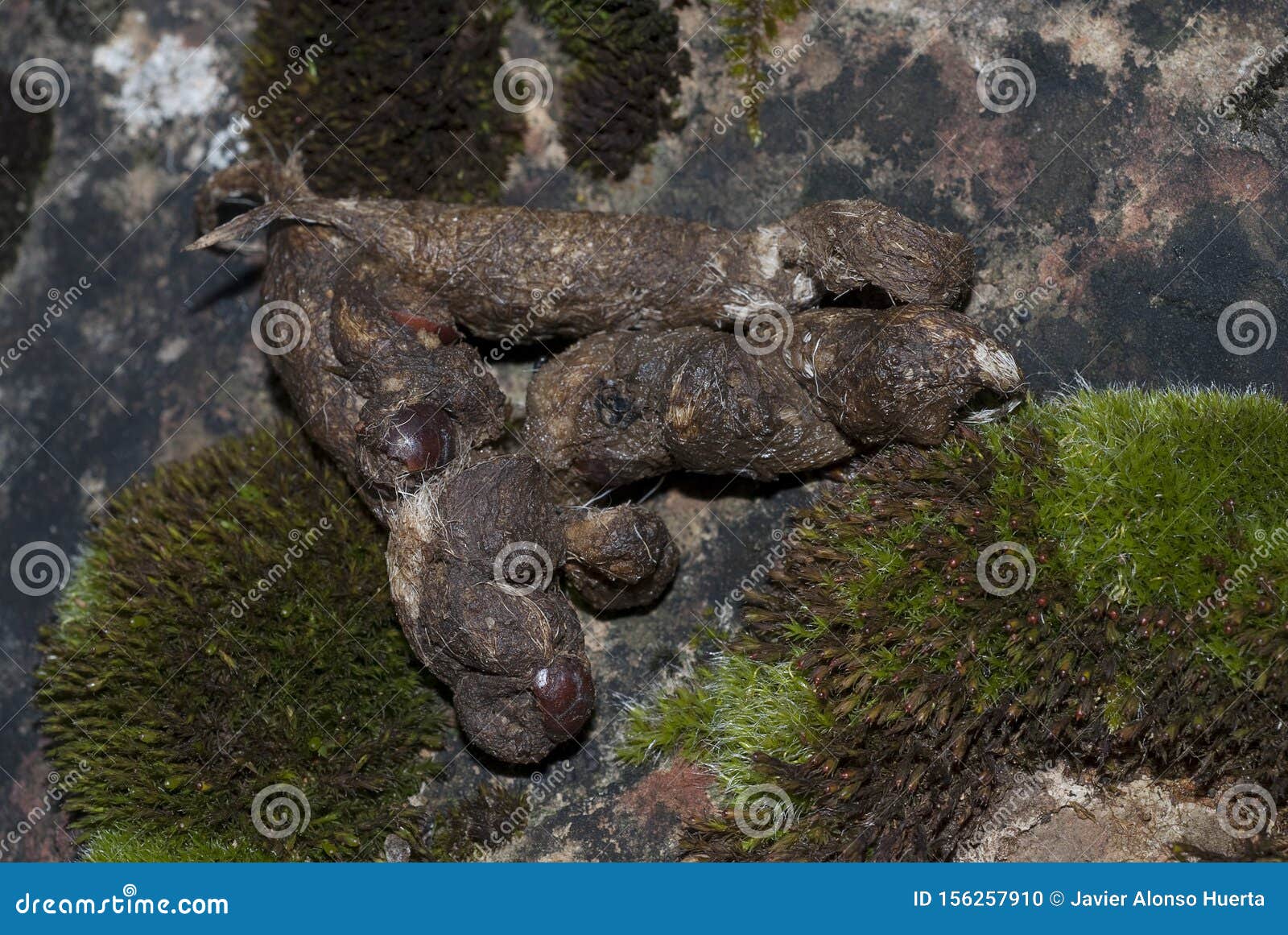 Fox, Vulpes Vulpes, Excrement, Traces Stock Photo - Image of europe ...