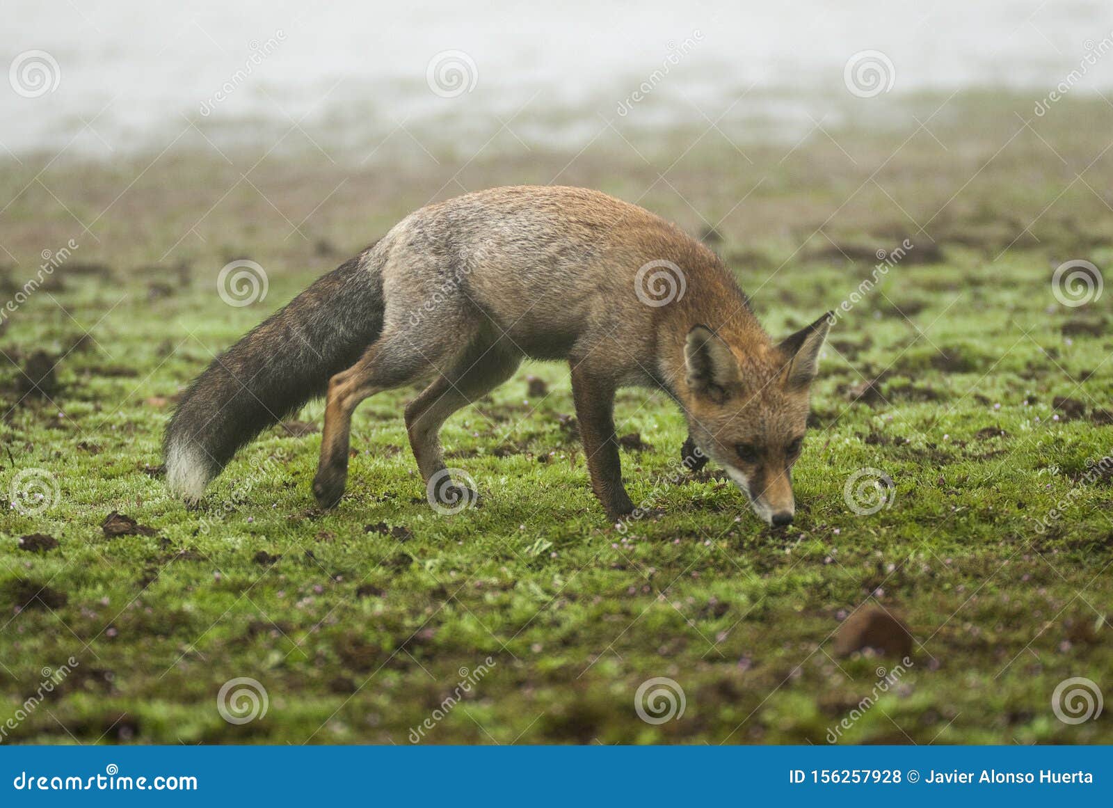 Fox, Vulpes Vulpes, Looking for Food Stock Photo - Image of cute ...