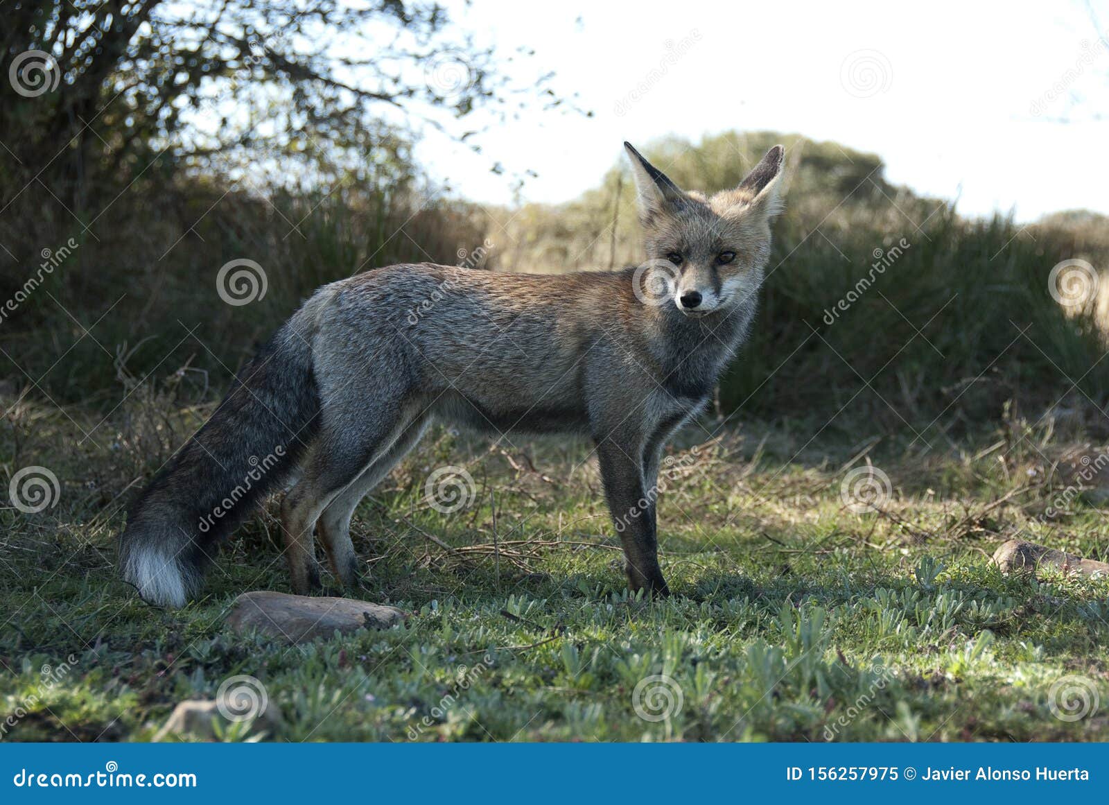Fox, Vulpes Vulpes, Looking for Food in the Meadow Stock Image - Image ...