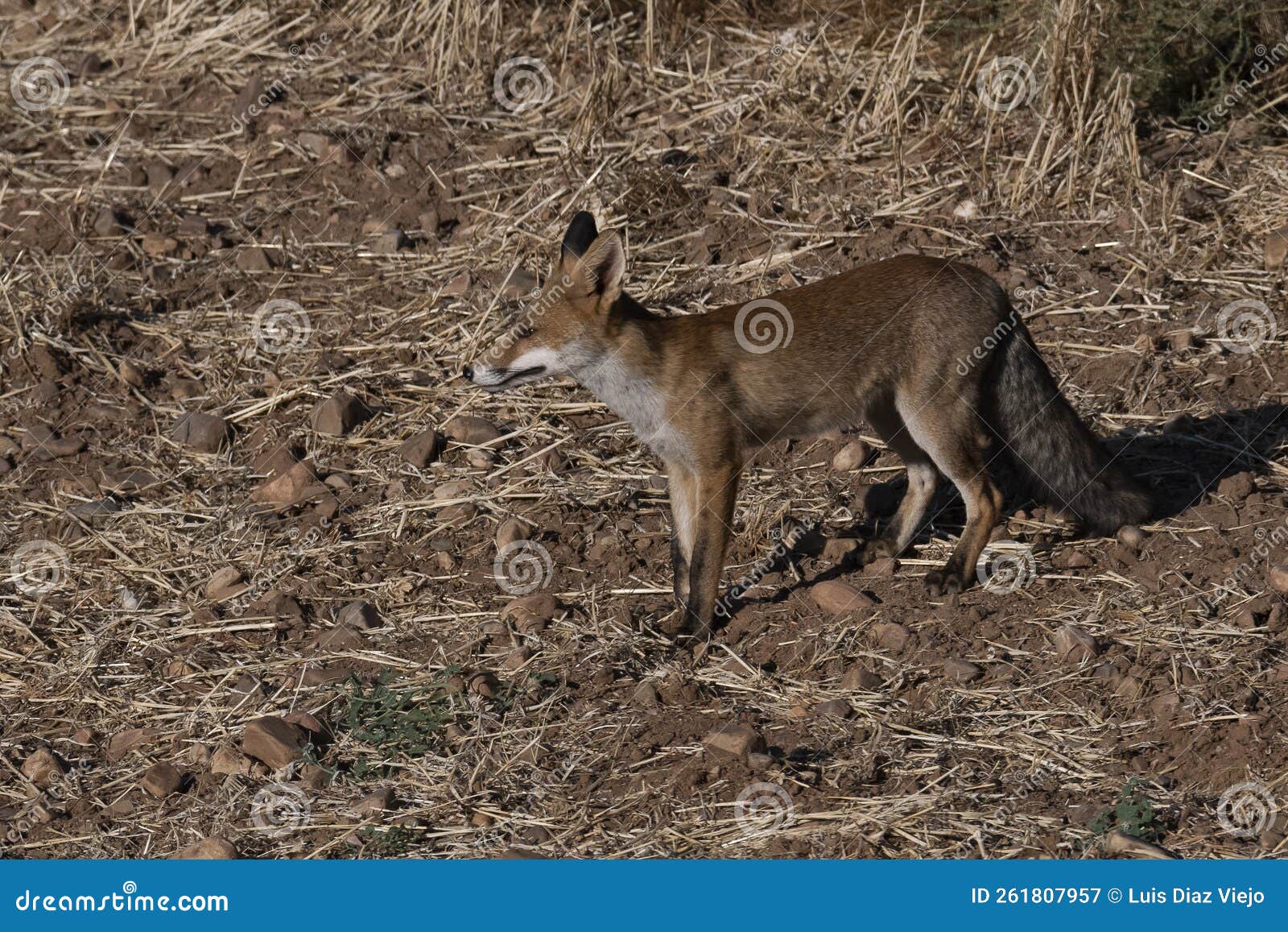 Fox waiting stock image. Image of carnivore, landscape - 261807957