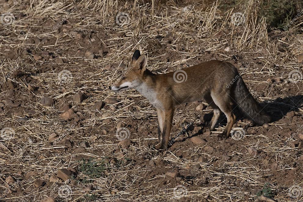 Fox waiting stock image. Image of carnivore, landscape - 261807957