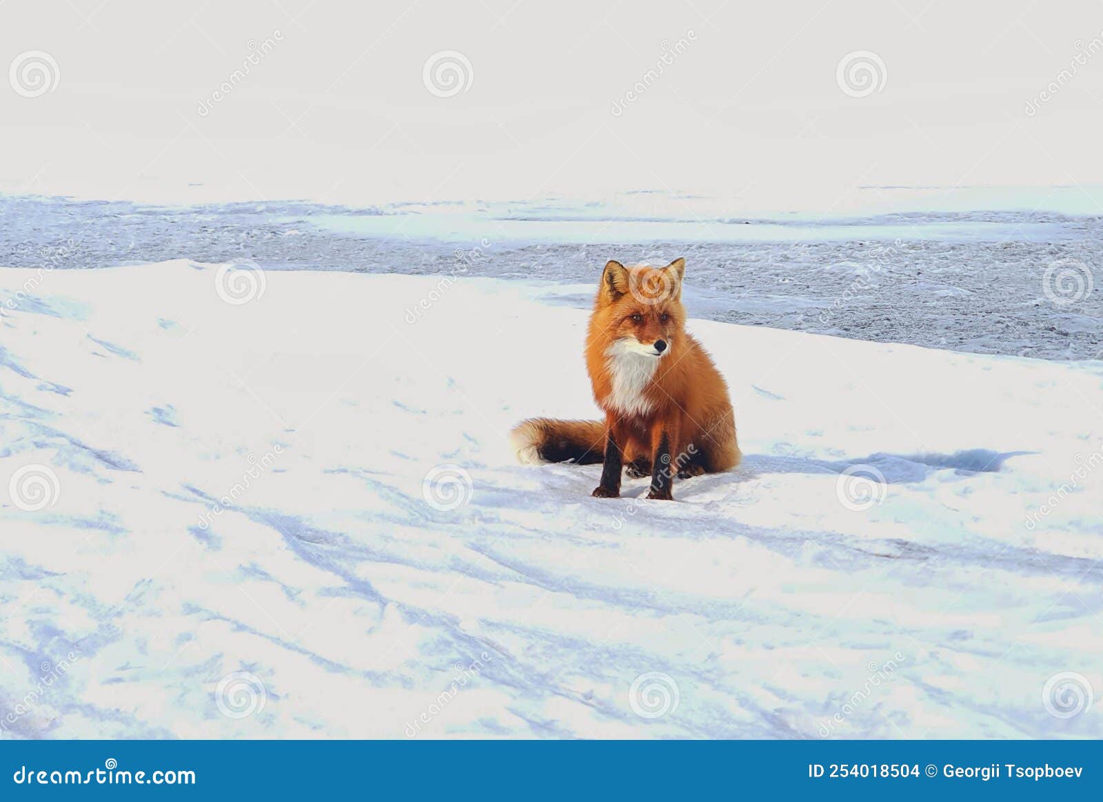 Fox waiting for the hunt stock photo. Image of cartoon - 254018504