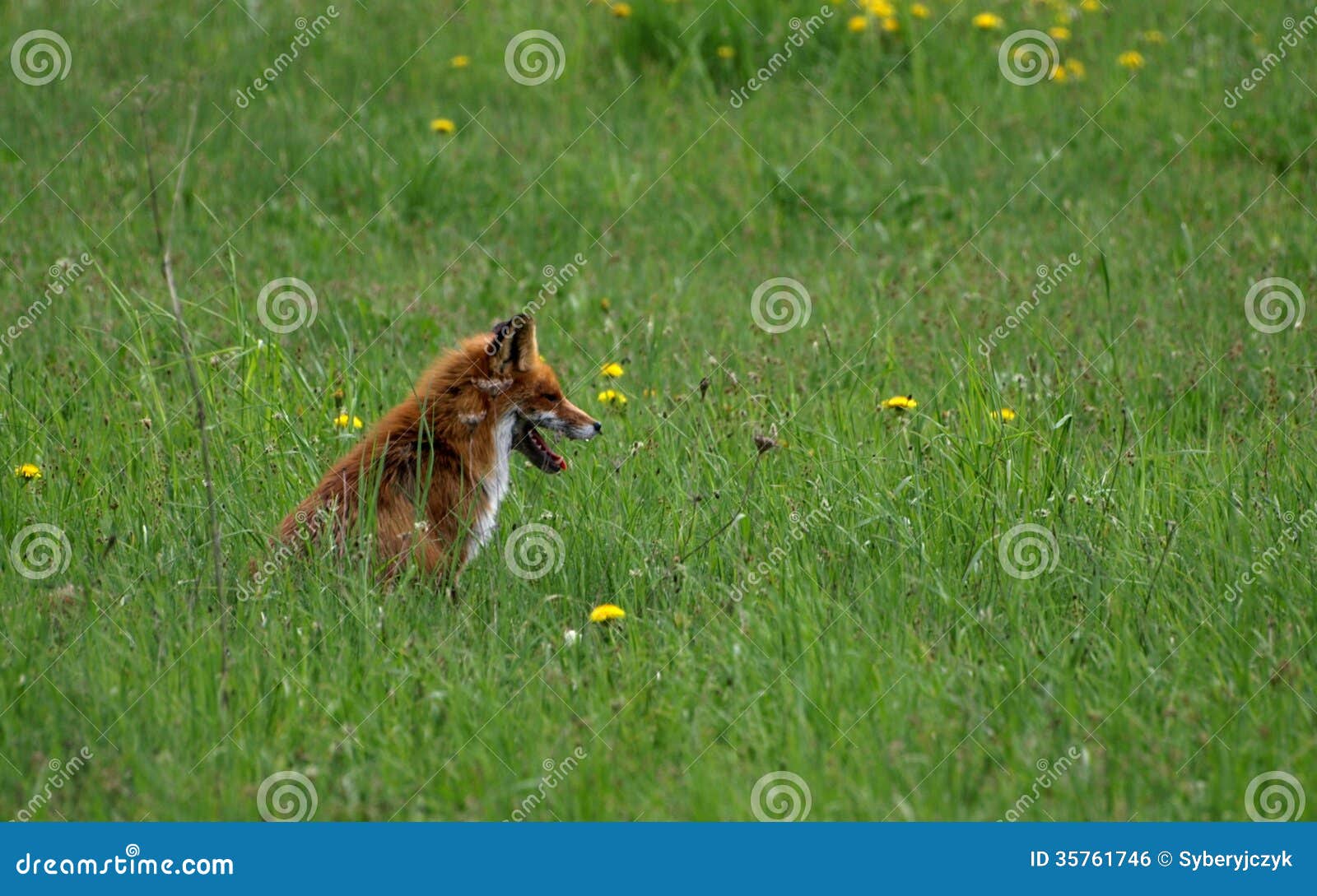 Fox stock photo. Image of grass, wildlife, hunting, european - 35761746