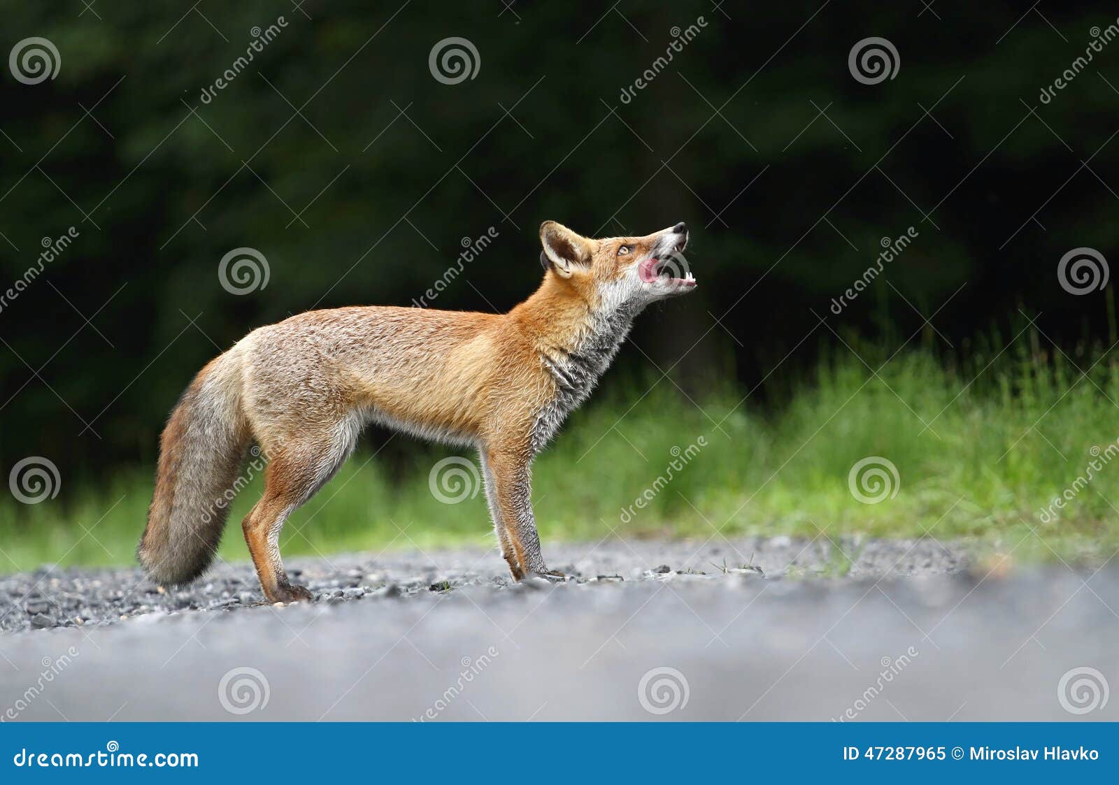 Fox waiting stock image. Image of wild, adorable, tail - 47287965