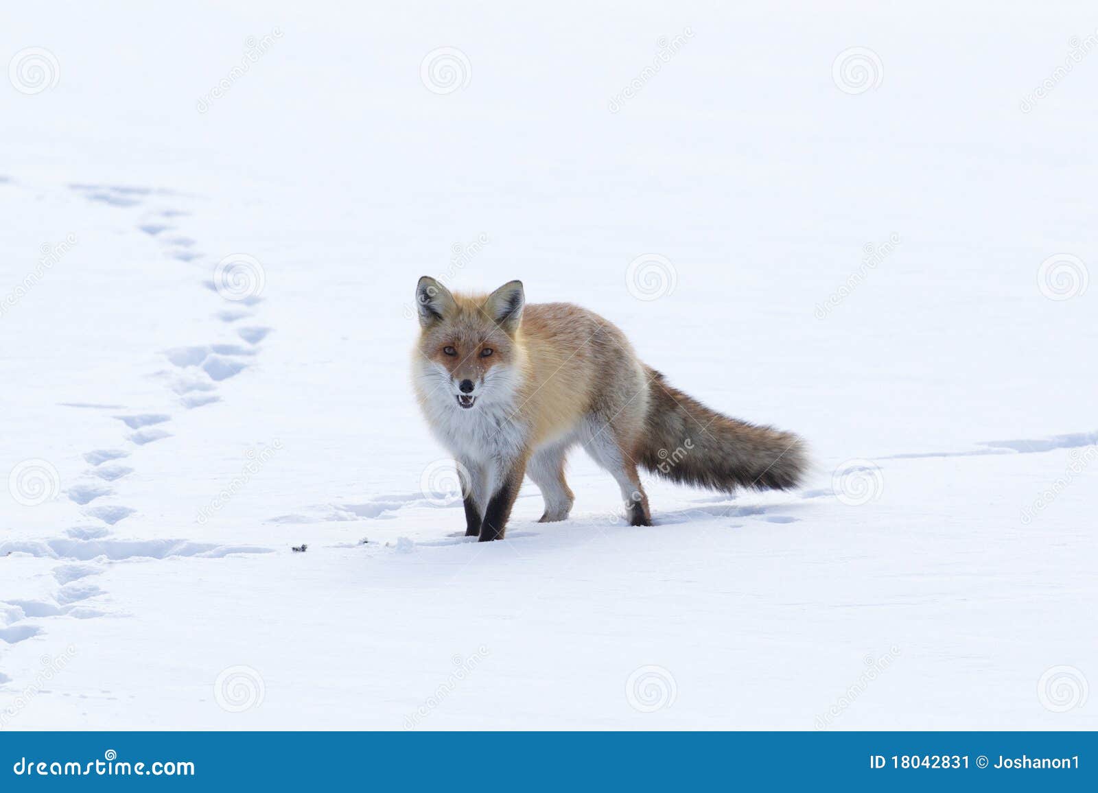 Fox Walking Across the Snow Stock Image - Image of prints, japan: 18042831