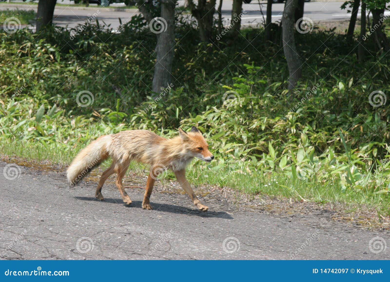 Fox Walking Along Side of Road Stock Image - Image of busy, trees: 14742097