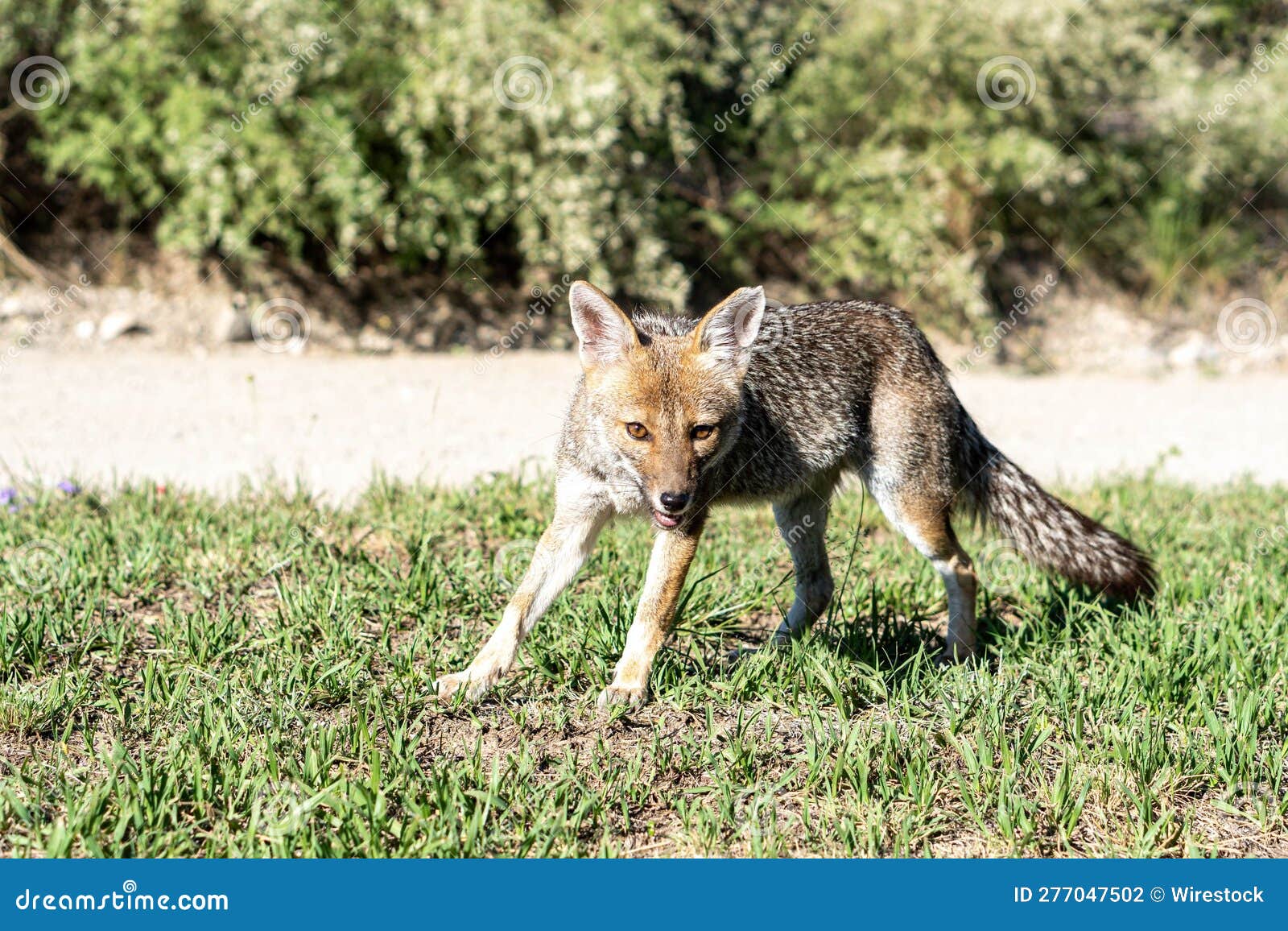 Fox Walking in a Grassy Field with a Backdrop of Bushes Stock Photo ...