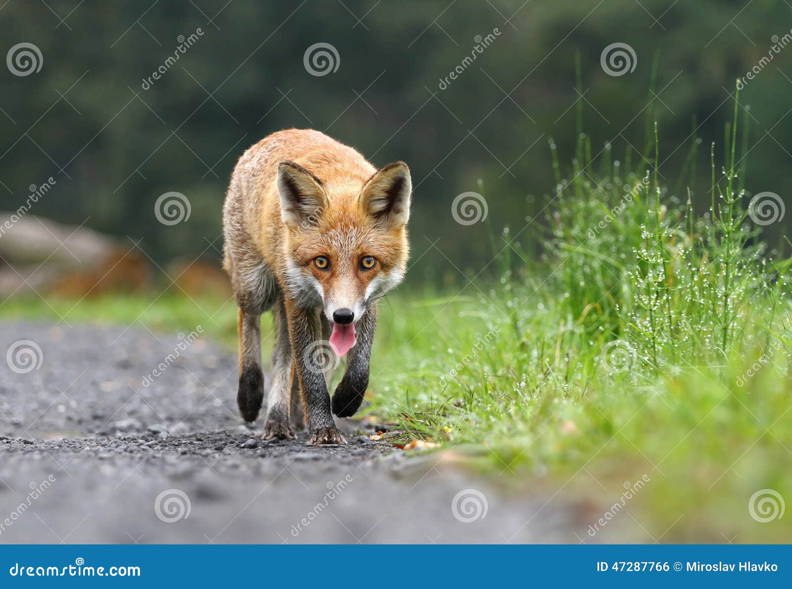 Fox walking stock photo. Image of tail, vulpes, hairy - 47287766
