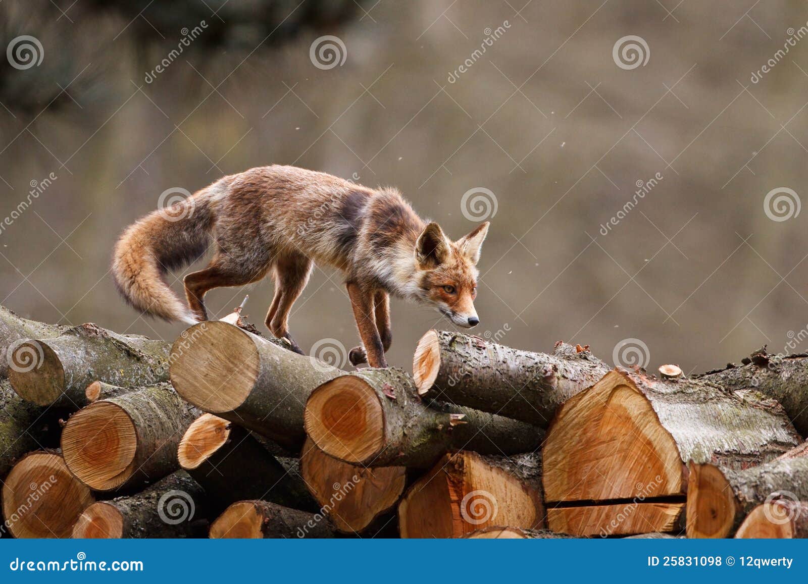 Fox Walking on Stack of Logs Stock Photo - Image of timber, logs: 25831098