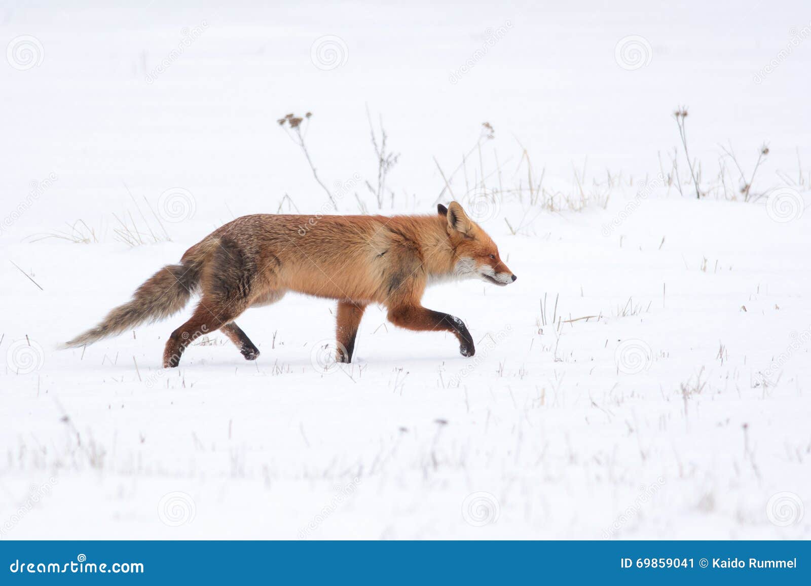 Fox walking stock image. Image of animal, wild, wilderness - 69859041