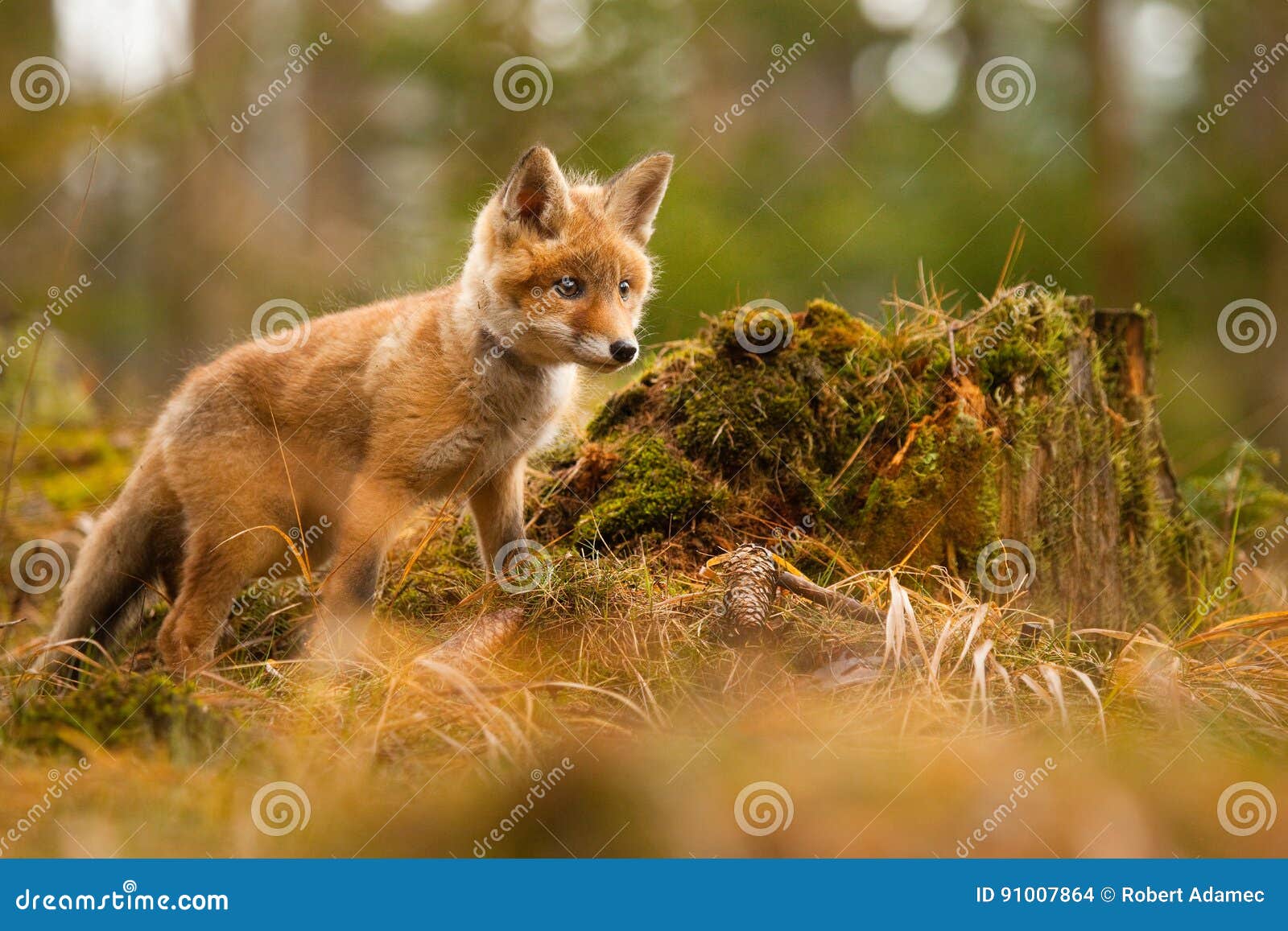 Fox stock photo. Image of animal, vulpine, white, puppy - 91007864