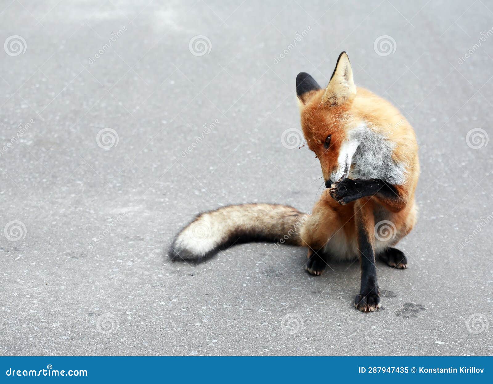 The Fox Washes Up stock image. Image of pleasure, view - 287947435