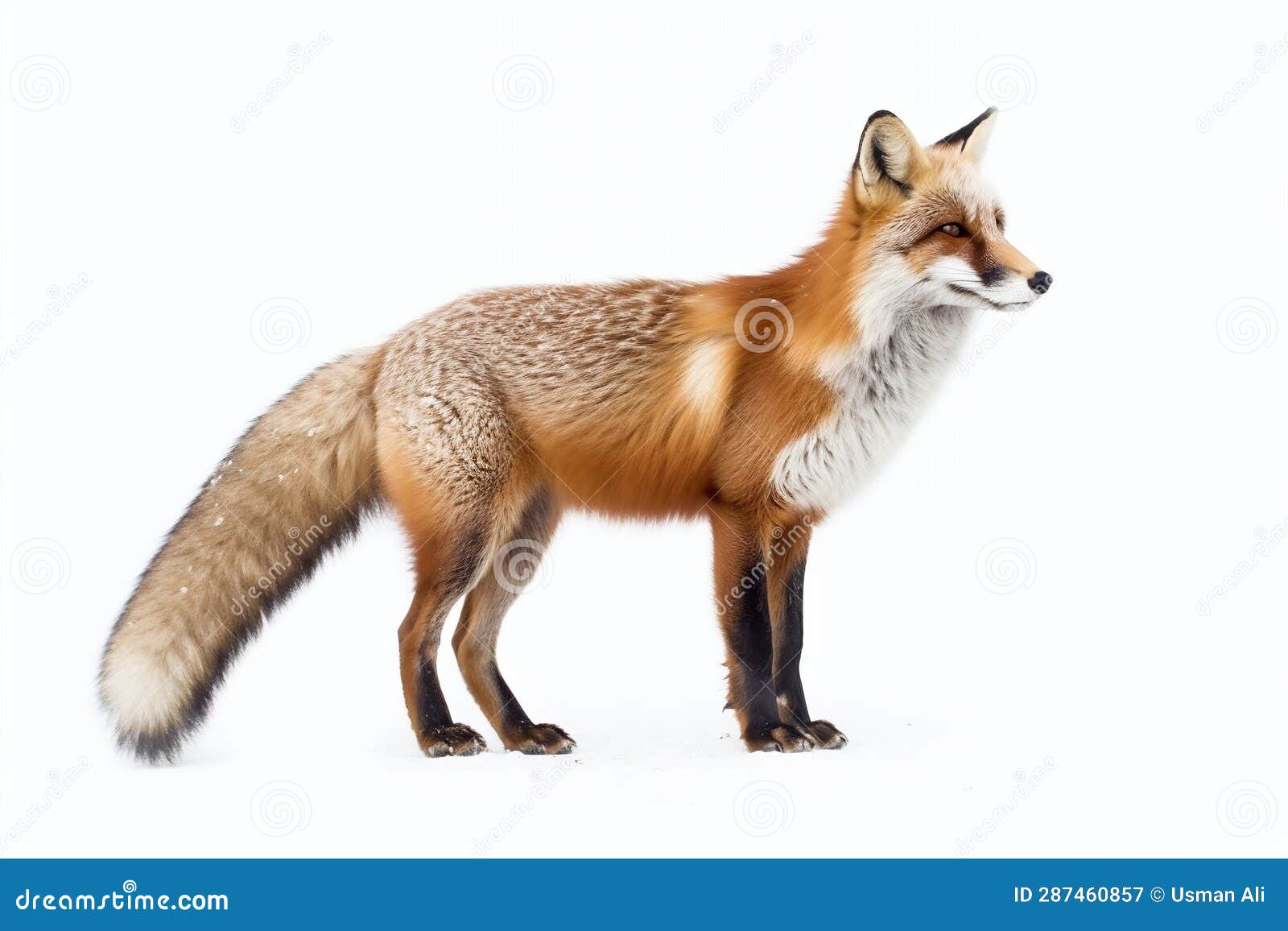 Fox on White Background. AI Stock Illustration - Illustration of wild ...
