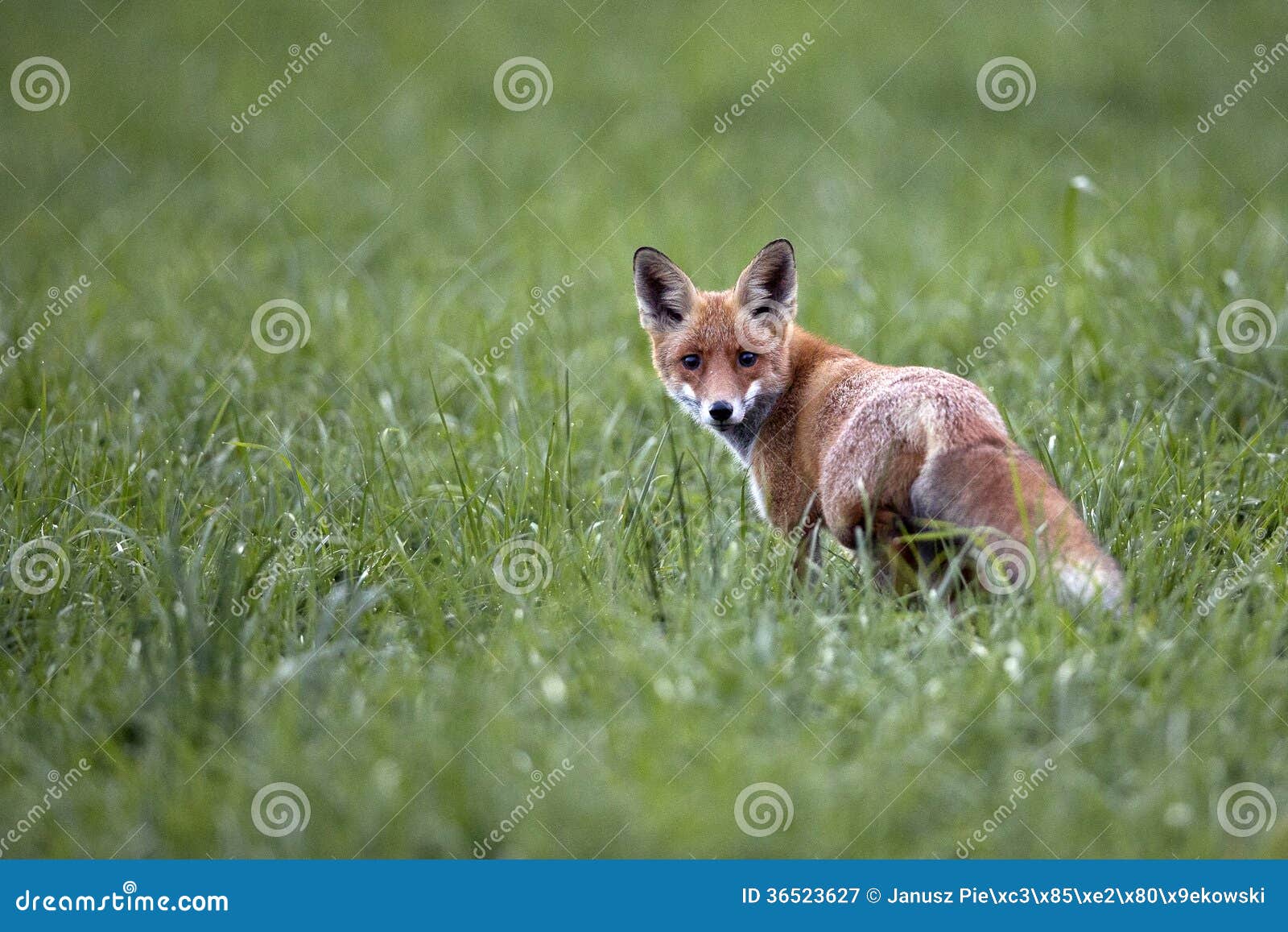 Fox in the wild stock image. Image of hunts, hunt, foxes - 36523627