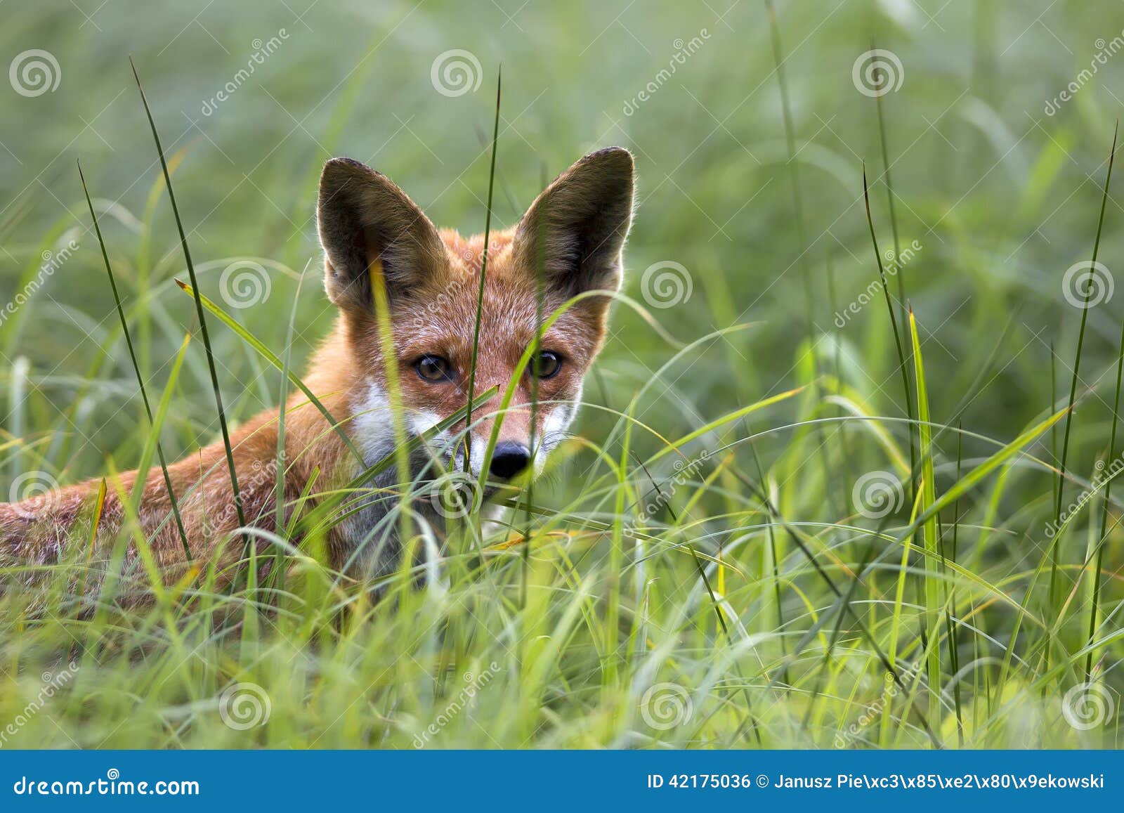 Fox in the wild stock photo. Image of forest, green, hunts - 42175036