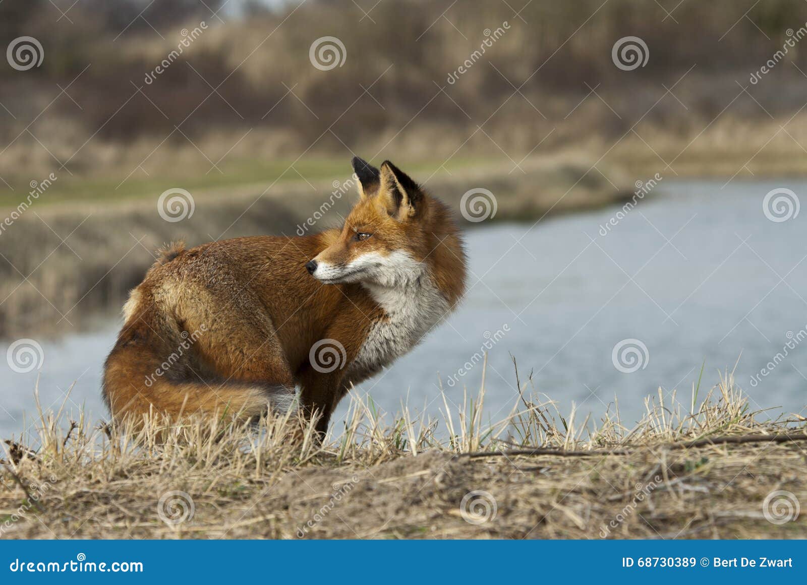 Fox in wildlife stock image. Image of animal, nature - 68730389