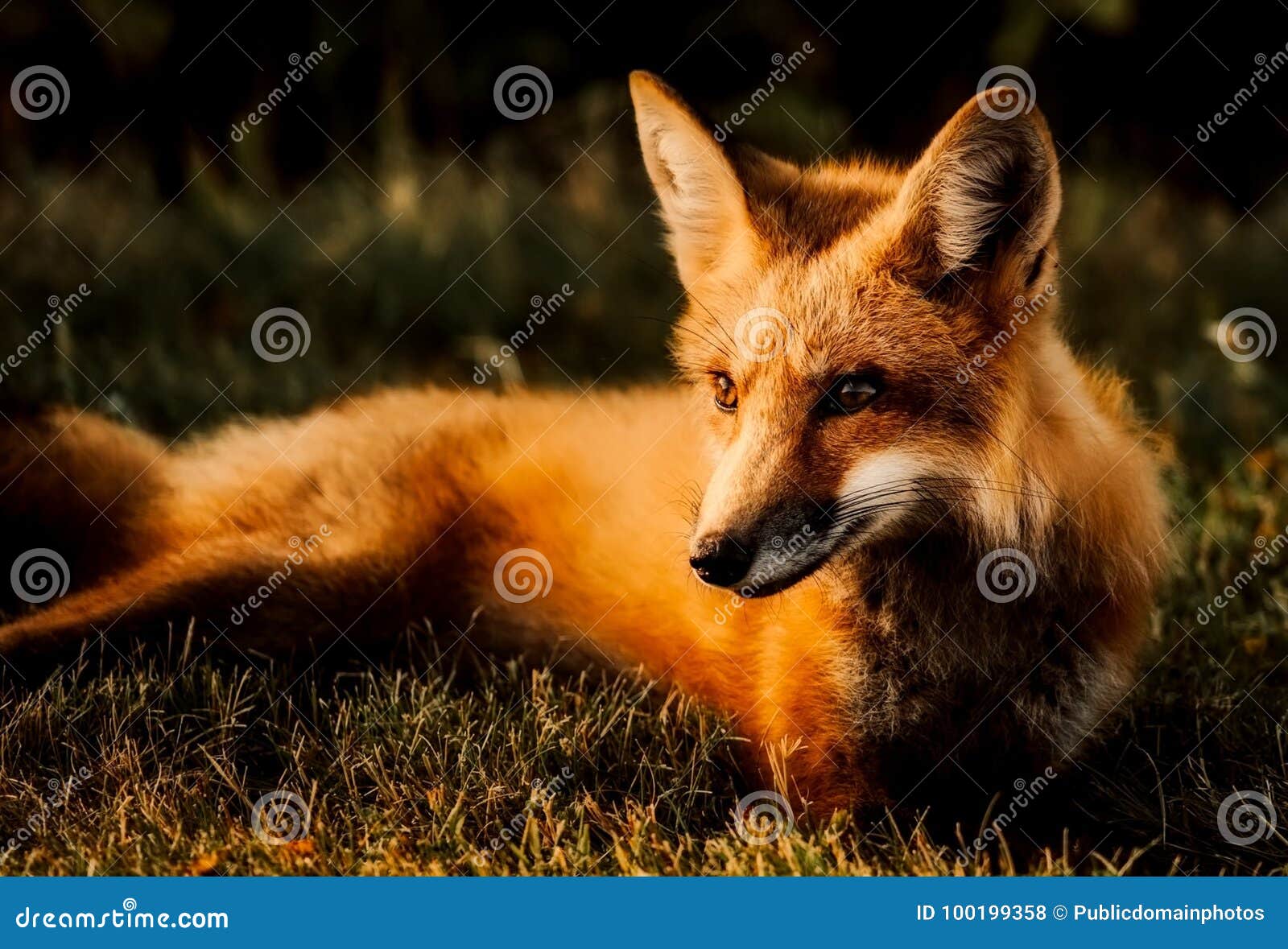 Fox, Wildlife, Red Fox, Fauna Picture. Image: 100199358