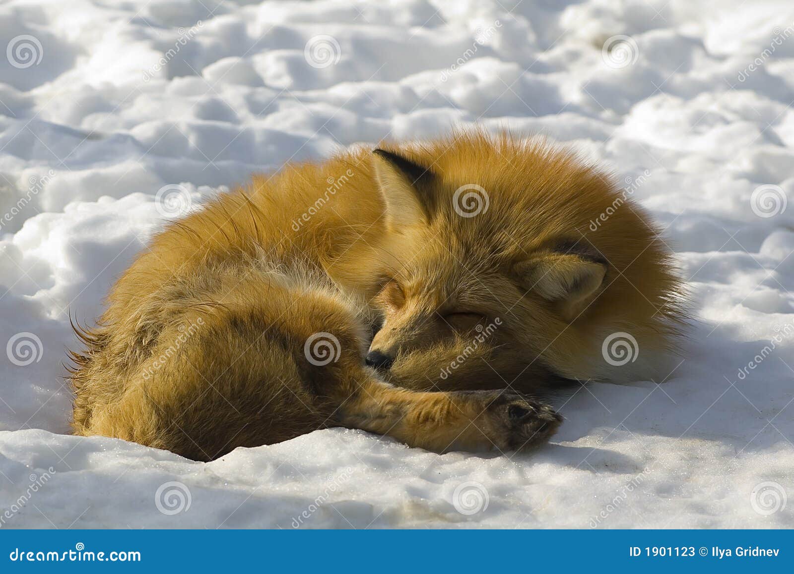 Fox in winter stock image. Image of nature, predator, snout - 1901123