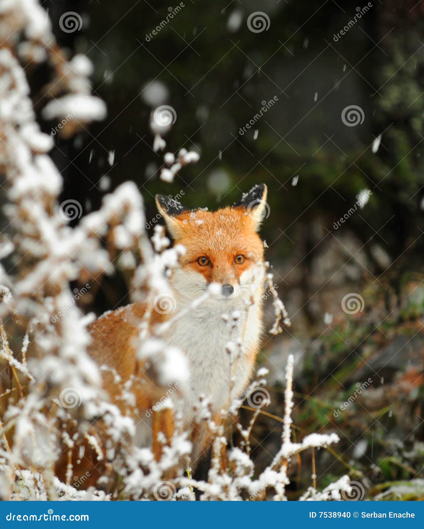 Fox in winter stock photo. Image of mammal, seasonal, plant - 7538940