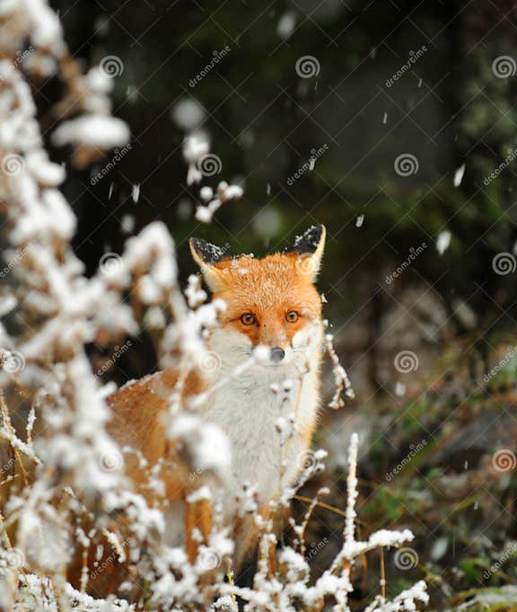 Fox in winter stock photo. Image of mammal, seasonal, plant - 7538940