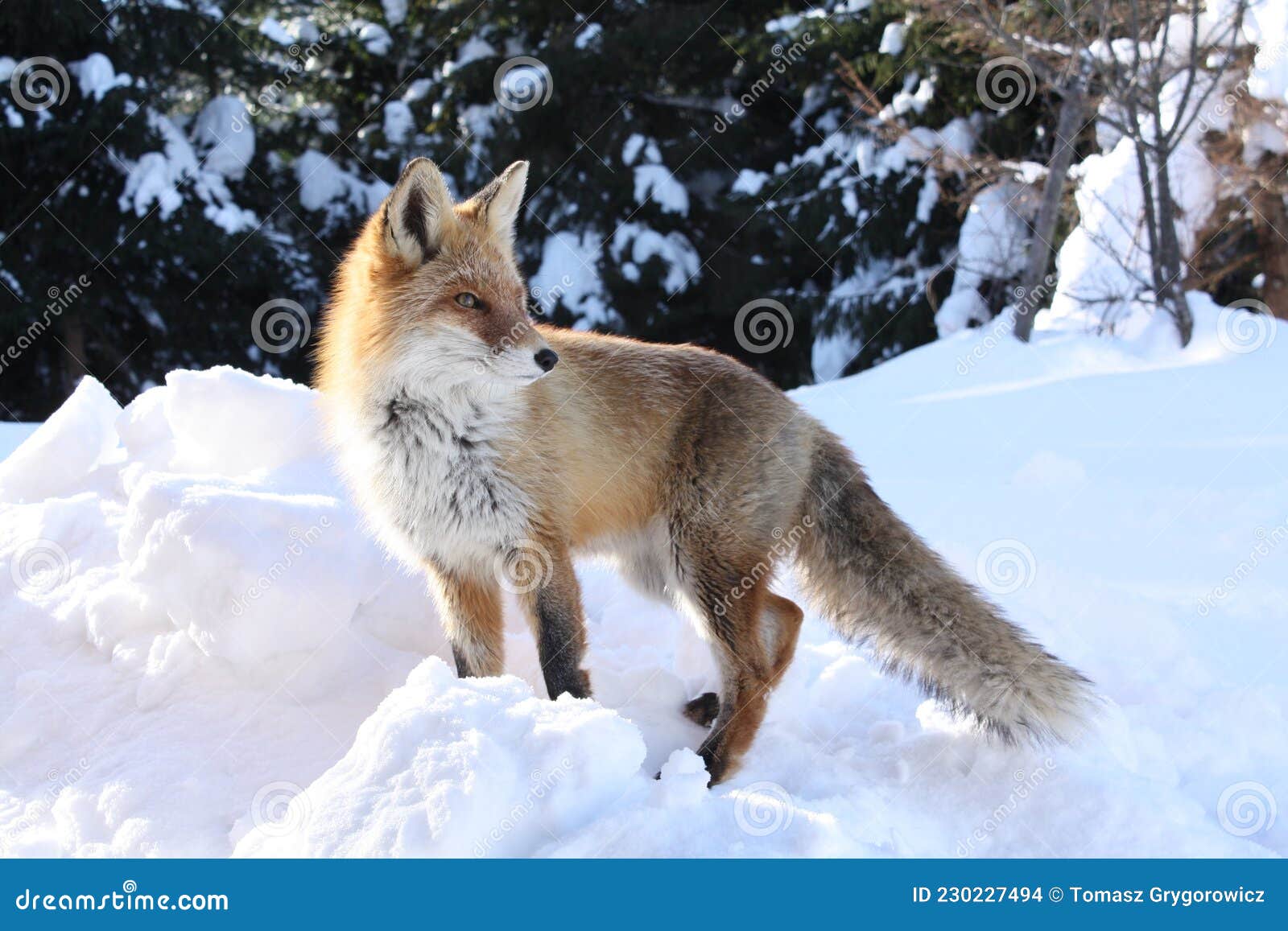 The fox in the winter stock photo. Image of animal, fauna - 230227494