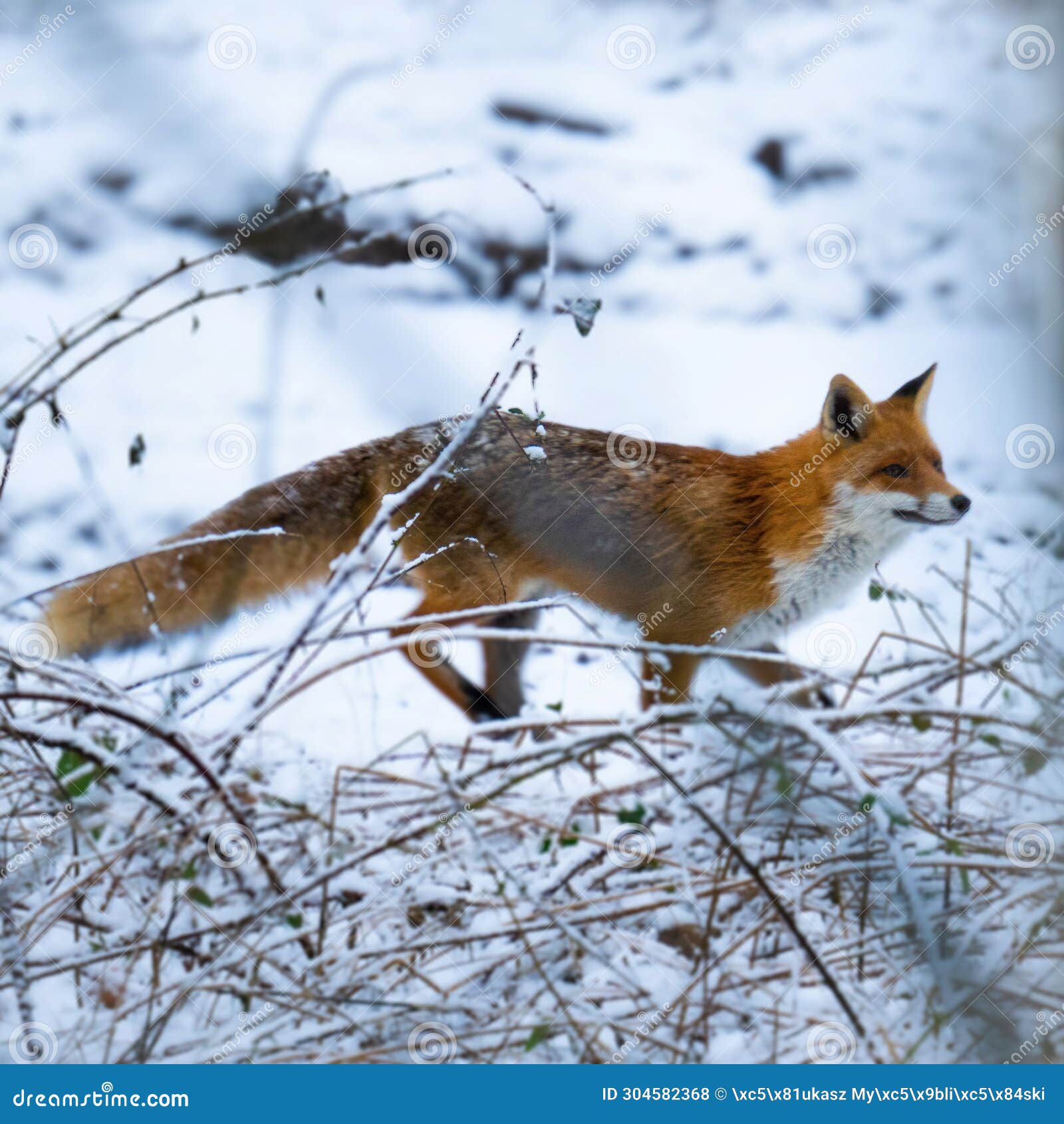 Fox in winter stock photo. Image of tree, deer, frost - 304582368