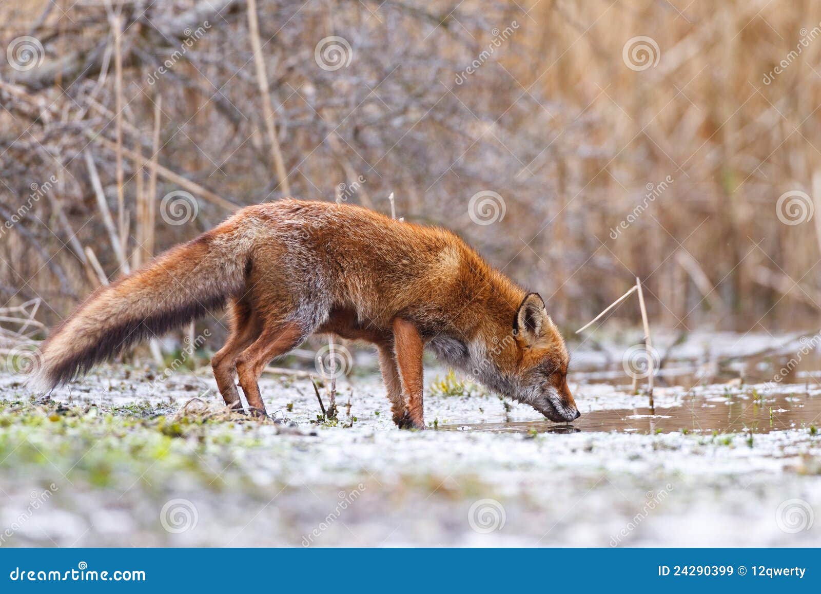 Fox in wintry countryside stock image. Image of mammal - 24290399