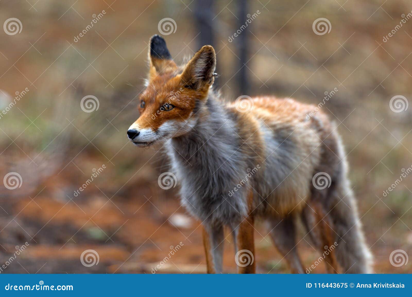 Fox in the woods stock image. Image of family, nature - 116443675