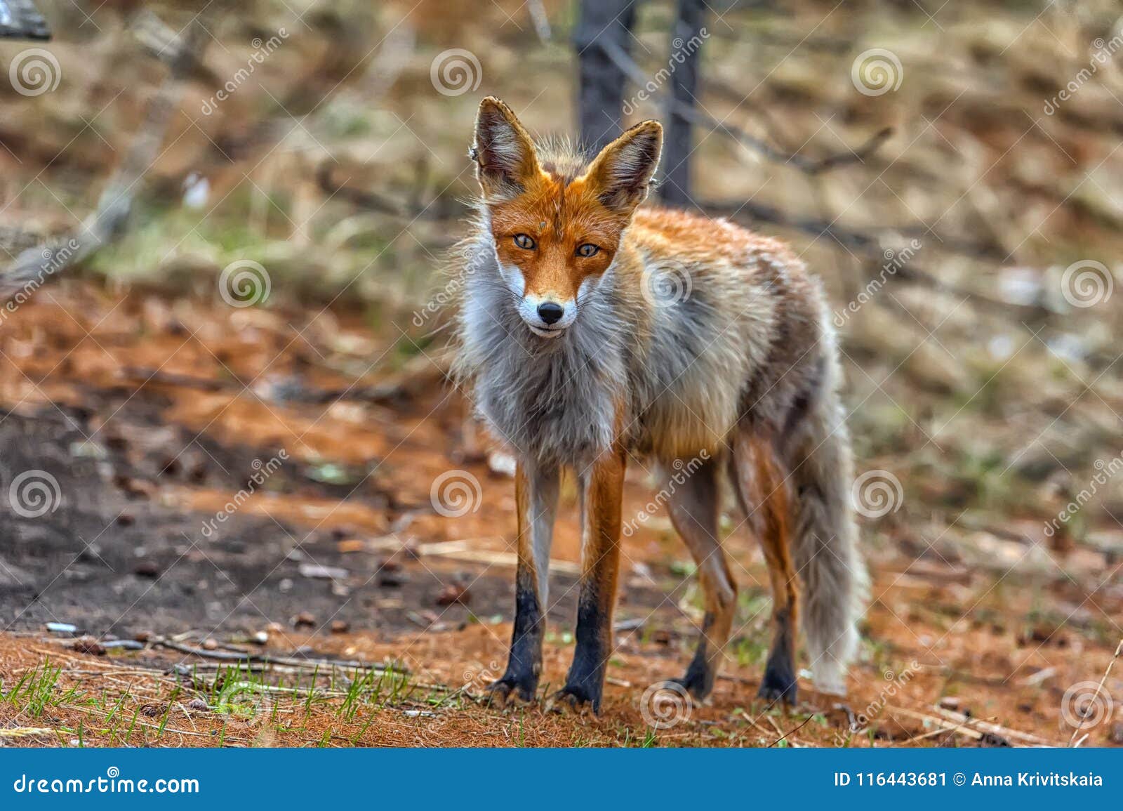 Fox in the woods stock image. Image of mammal, america - 116443681