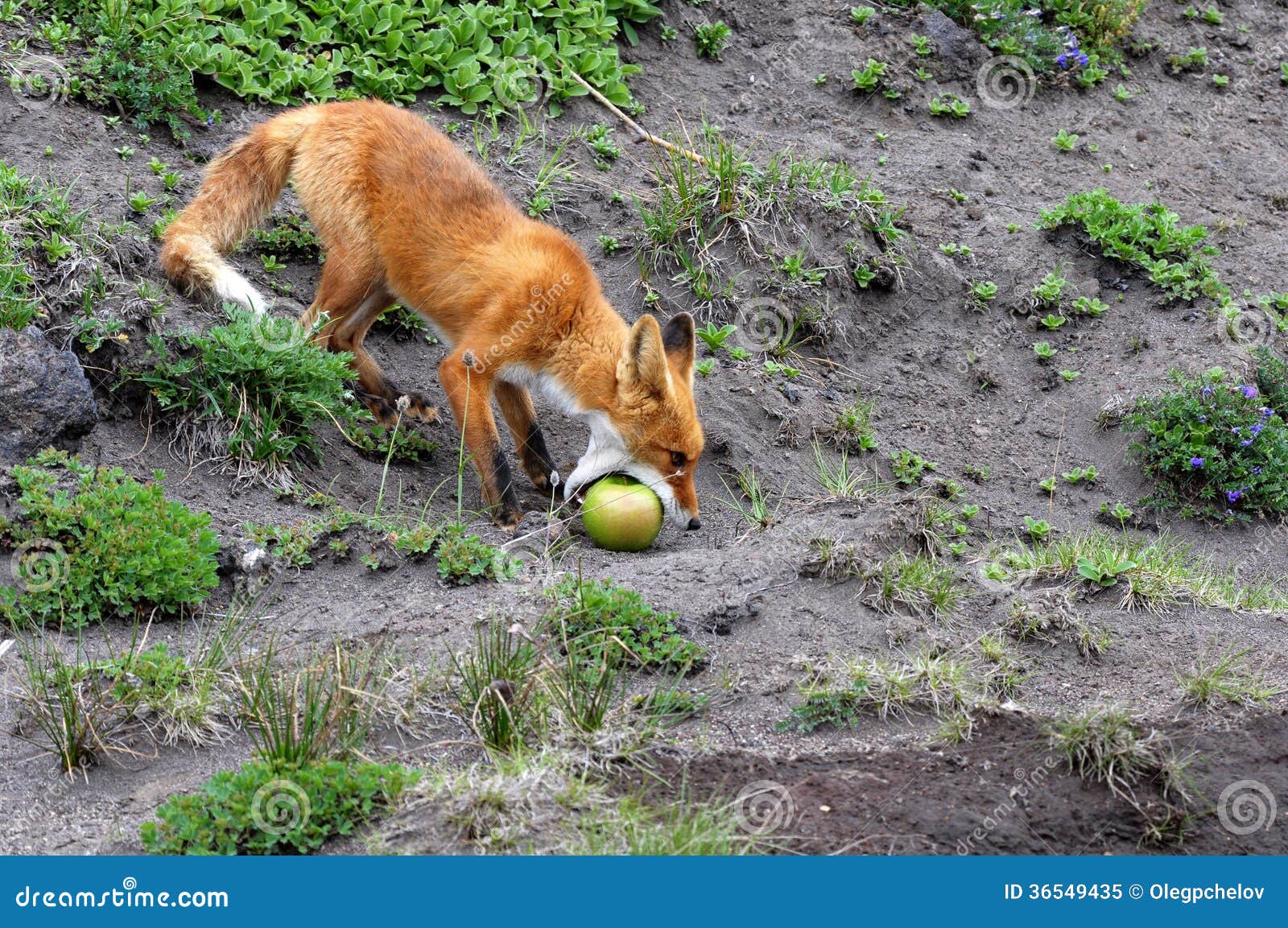 Fox y Apple imagen de archivo. Imagen de rusia, kamchatka - 36549435