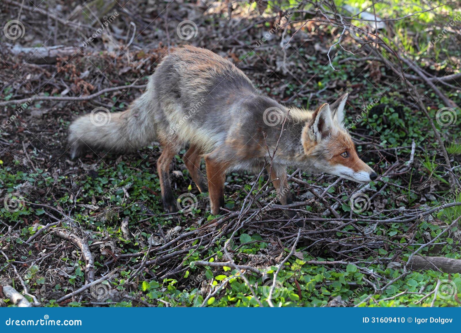 Fox stock photo. Image of young, outdoor, ravenous, outdoors - 31609410