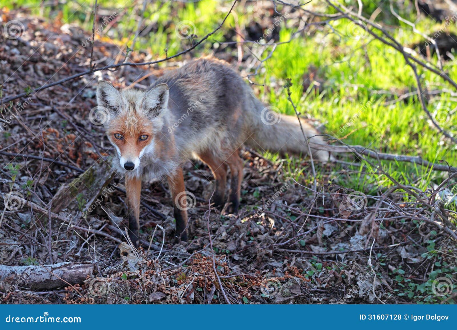 Fox stock photo. Image of outdoor, forest, mammals, wildlife - 31607128