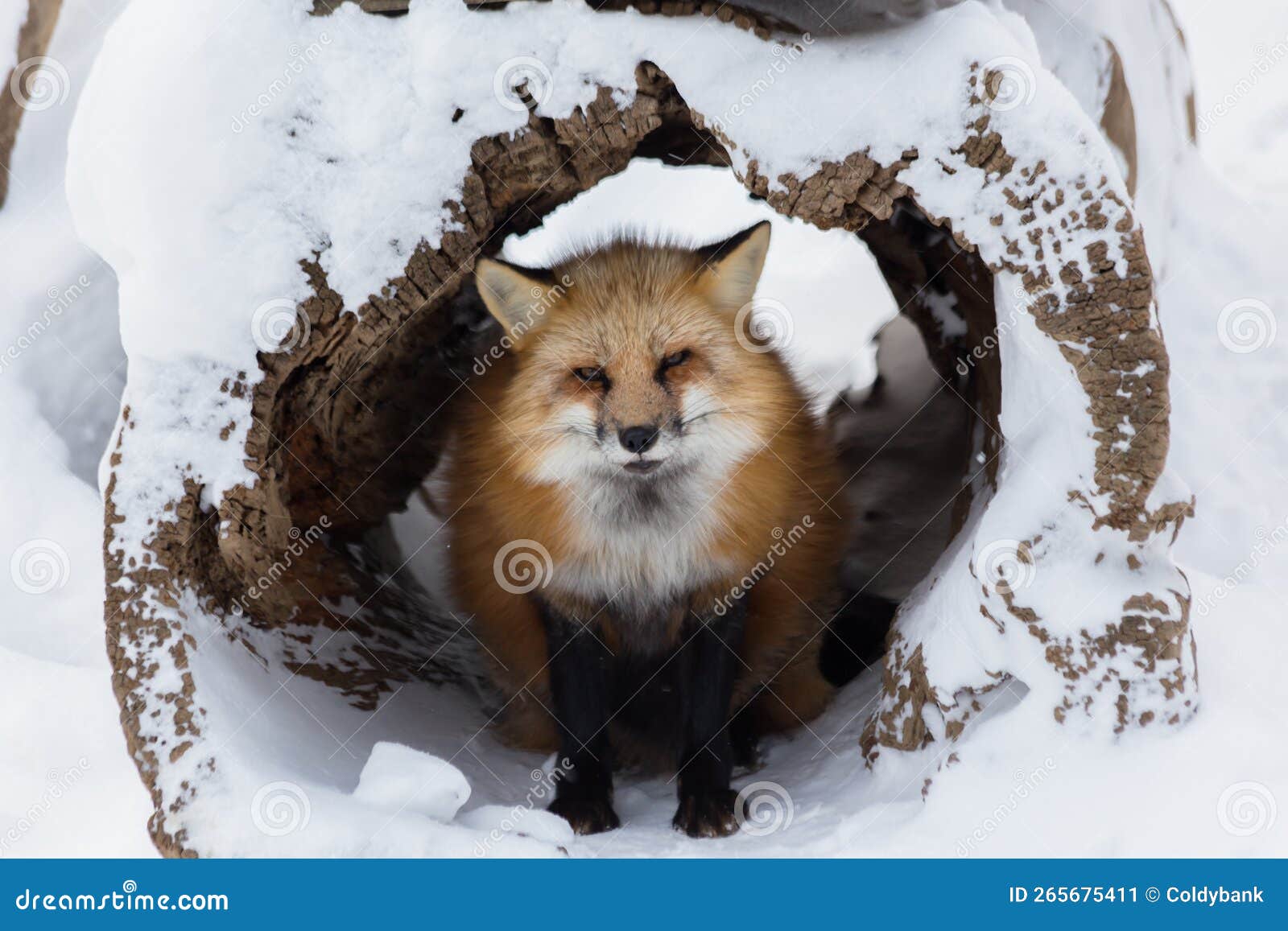Fox and Snow stock image. Image of grass, newborn, farm - 265675411