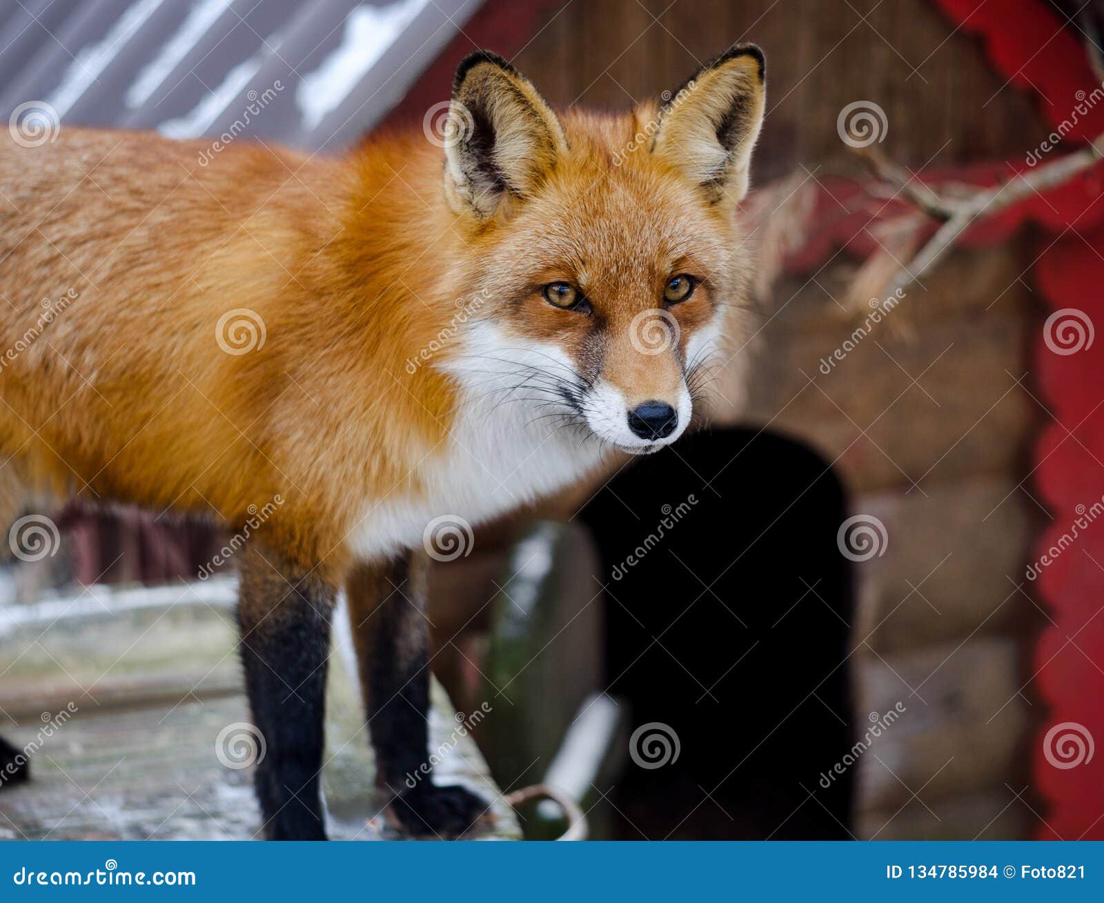 Fox at the zoo stock photo. Image of predator, folklore - 134785984