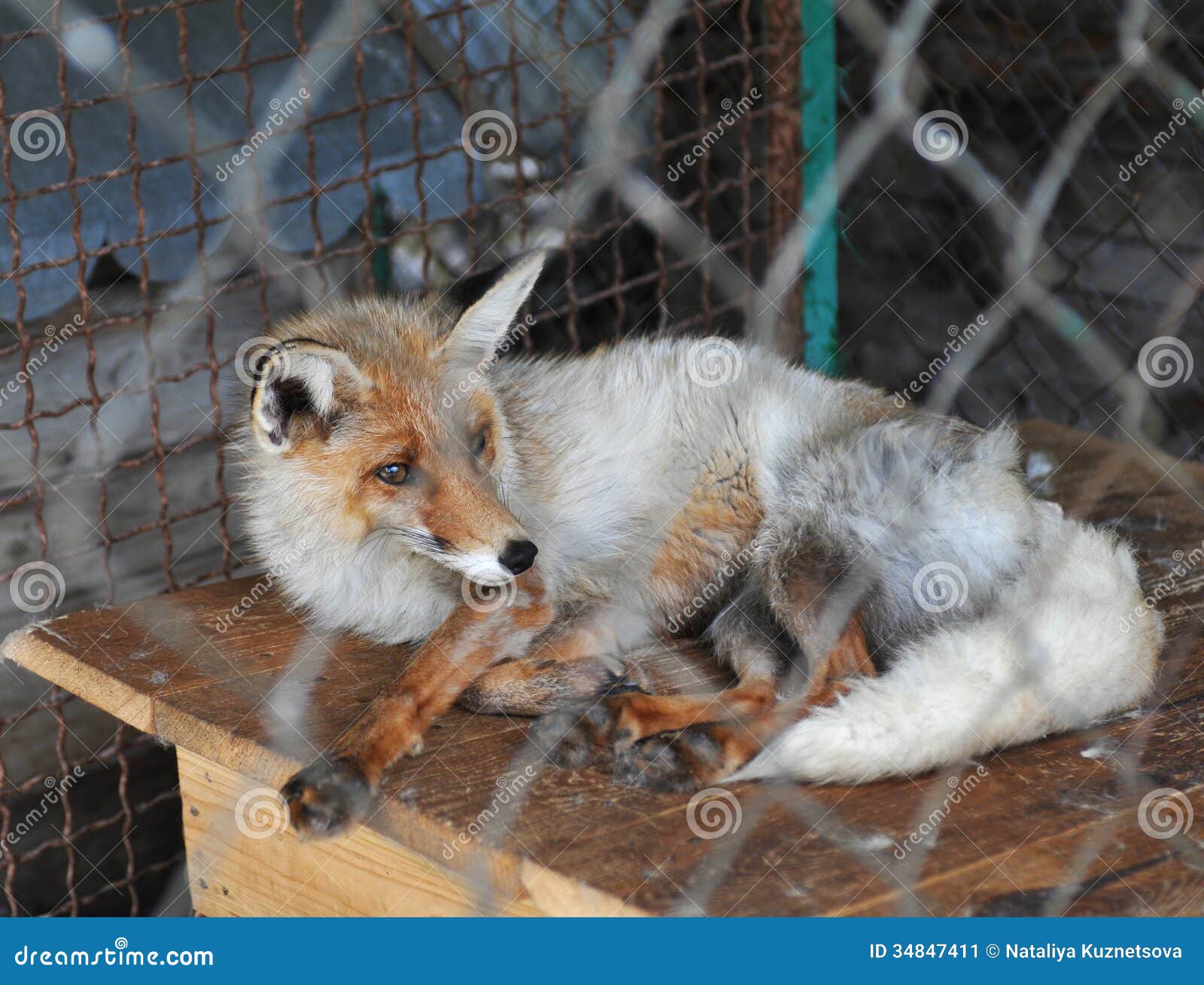Fox in zoo stock image. Image of wooden, inside, orange - 34847411